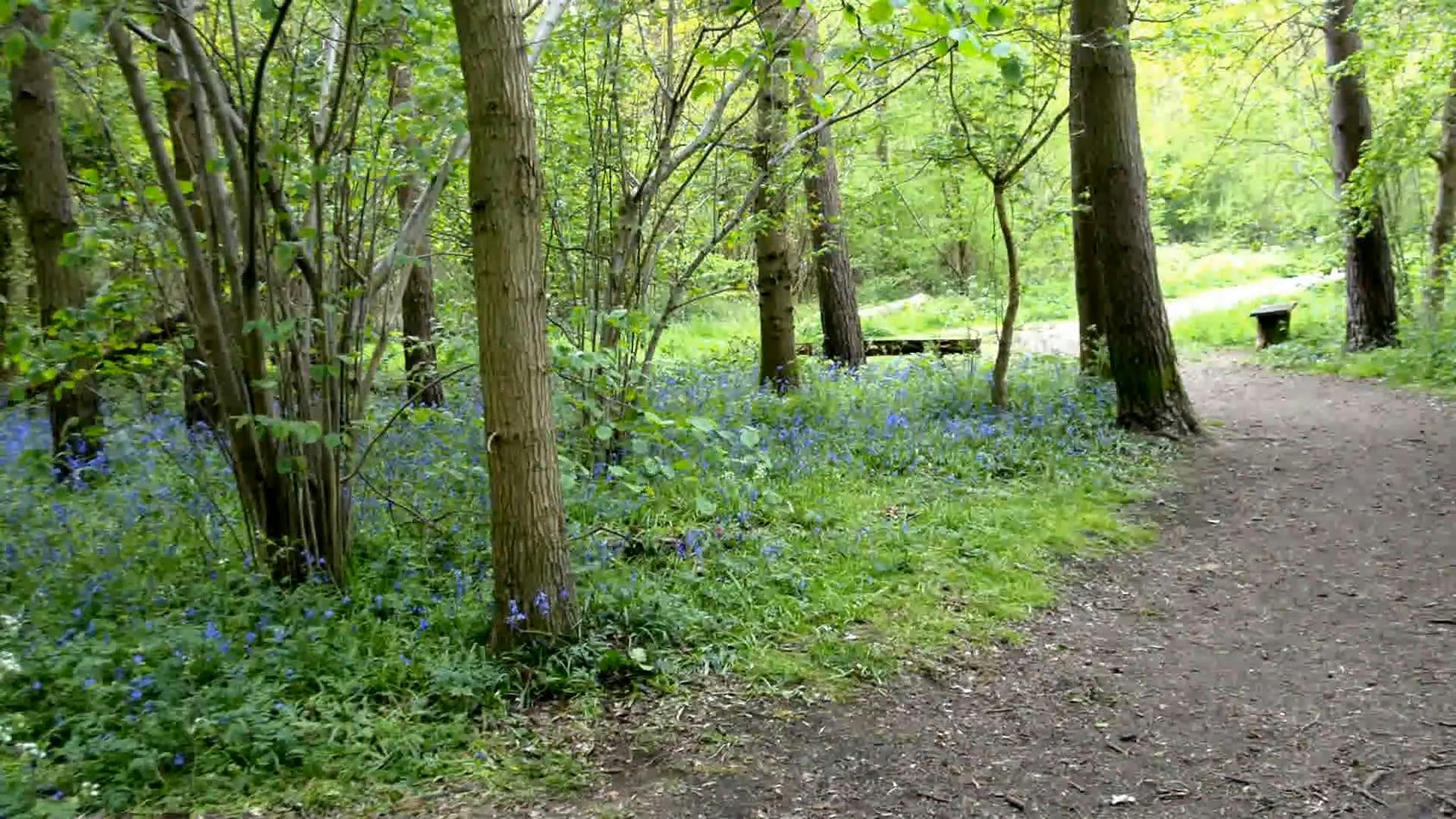 Bluebells Field · Free Stock Video