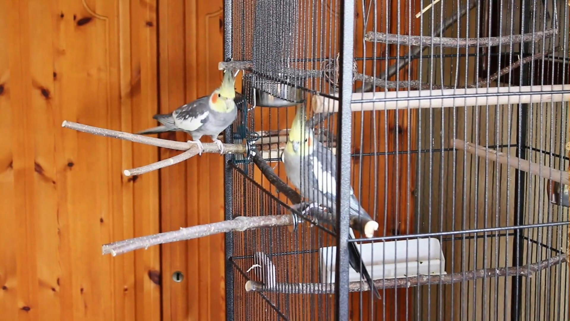 Couple Bird Videos, Download The BEST Free 4k Stock Video Footage ...