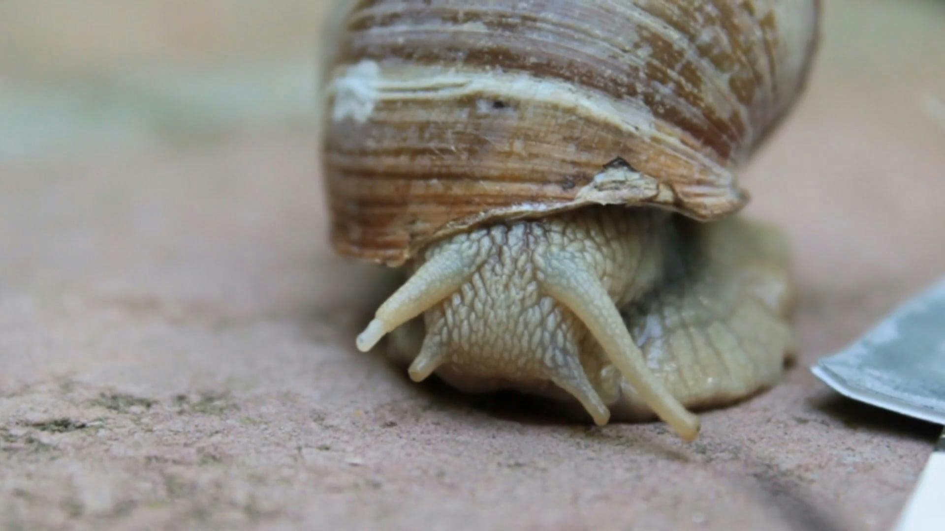 Close-Up Of Snail · Free Stock Video