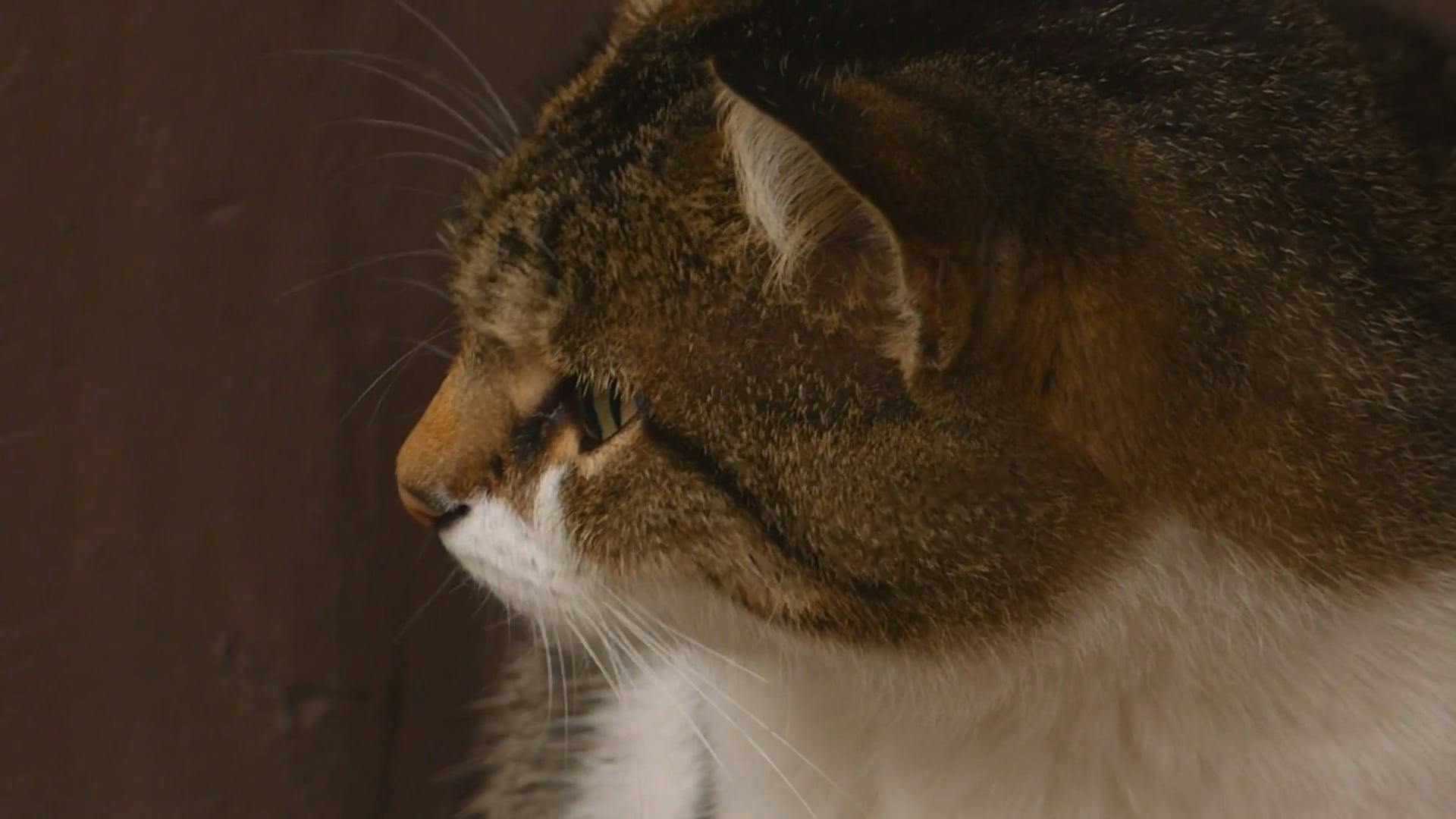 Tabby Cat · Free Stock Video