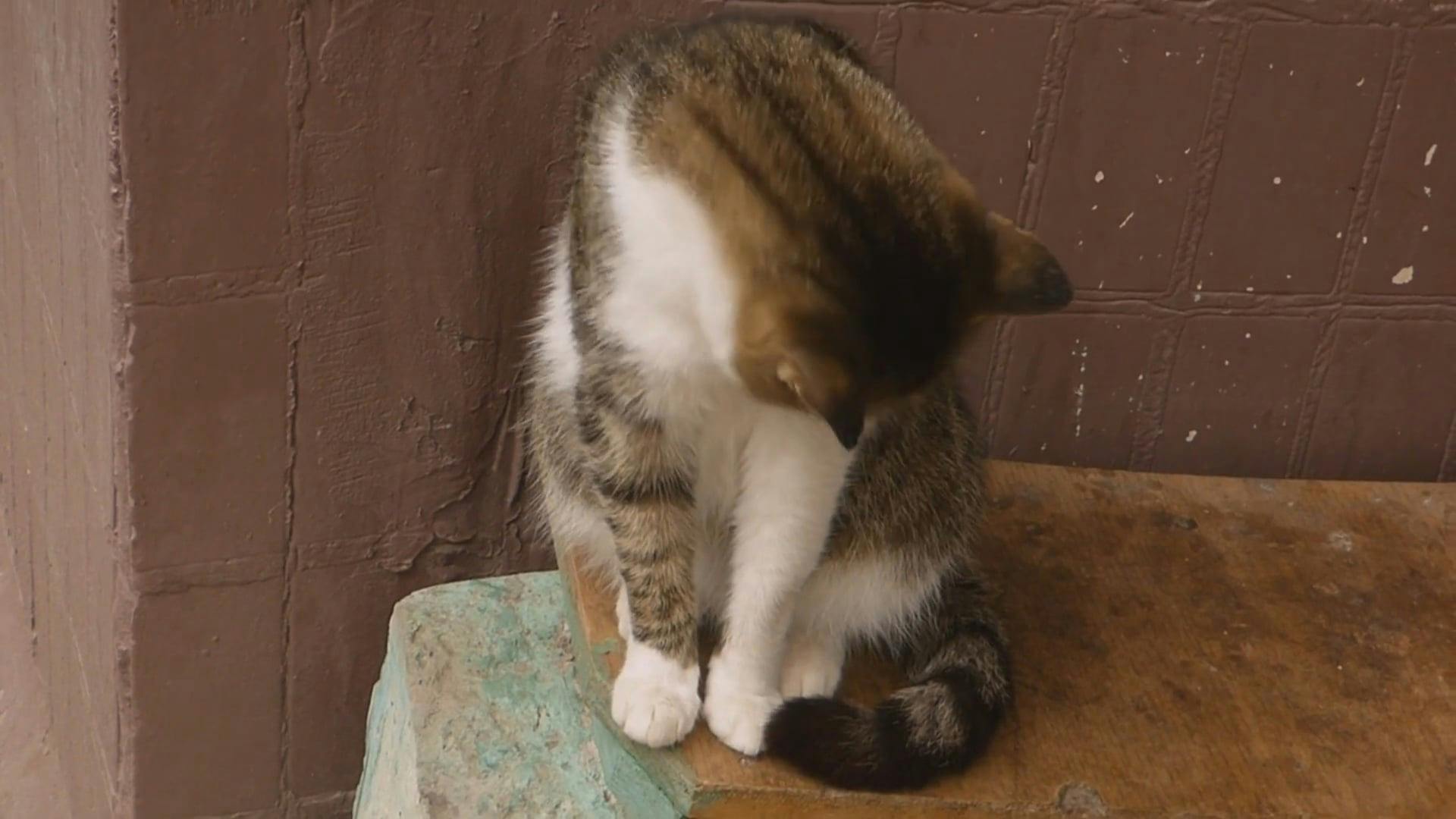 Chimera Animal Videos, Download The BEST Free 4k Stock Video Footage ...