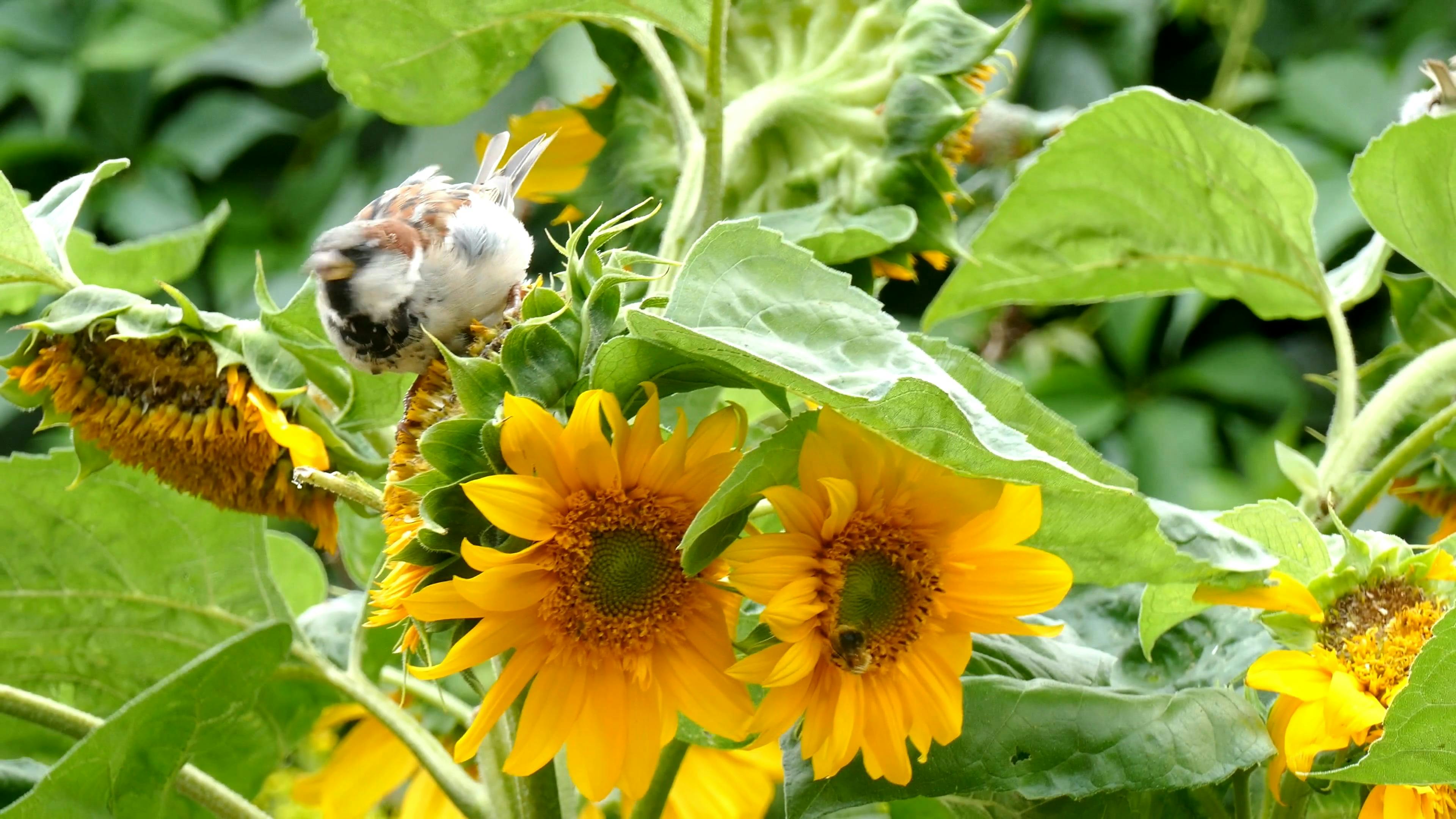 Bird Pollination Videos, Download The BEST Free 4k Stock Video Footage ...