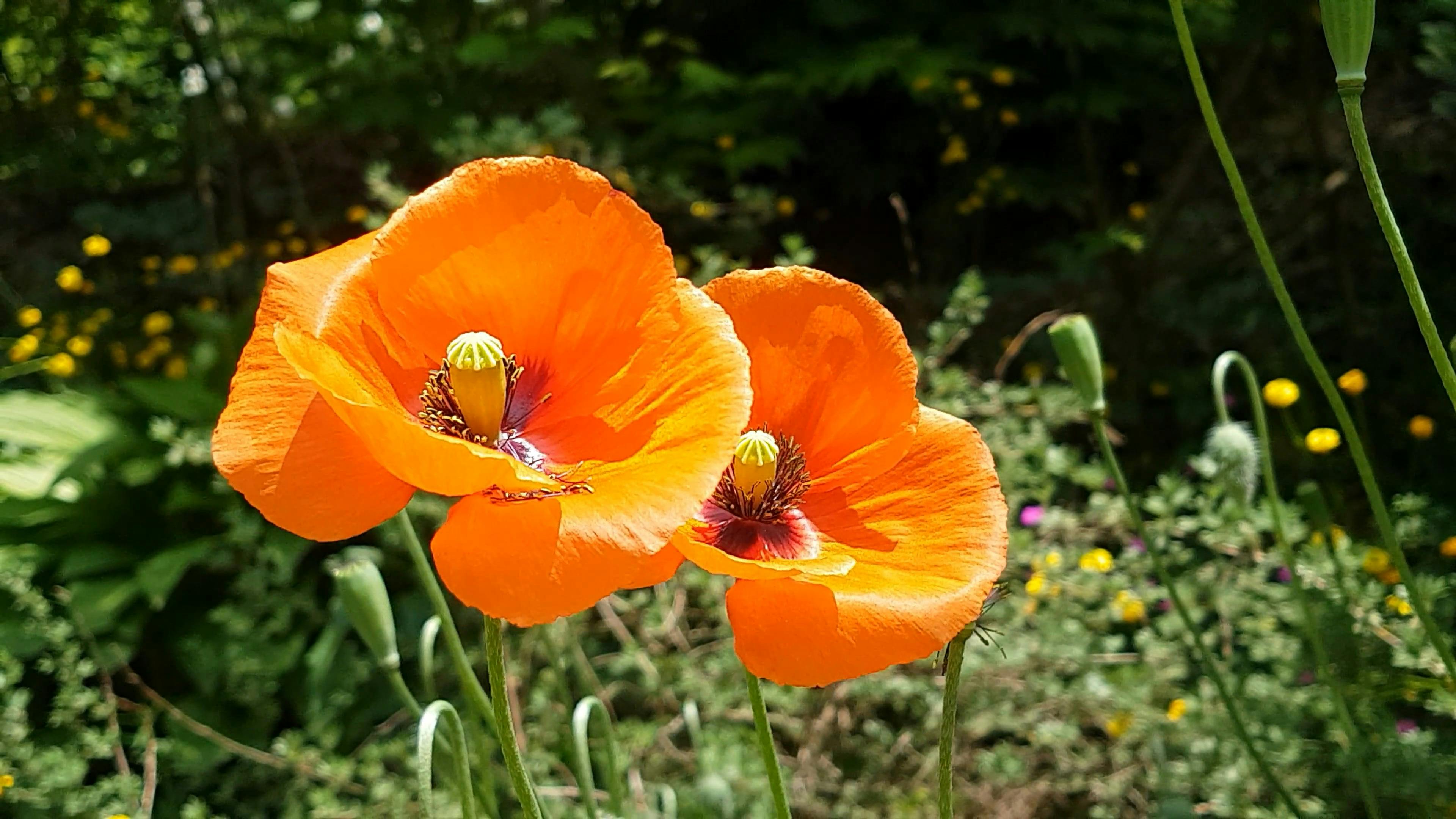 Nurturing Nature Videos, Download The BEST Free 4k Stock Video Footage ...