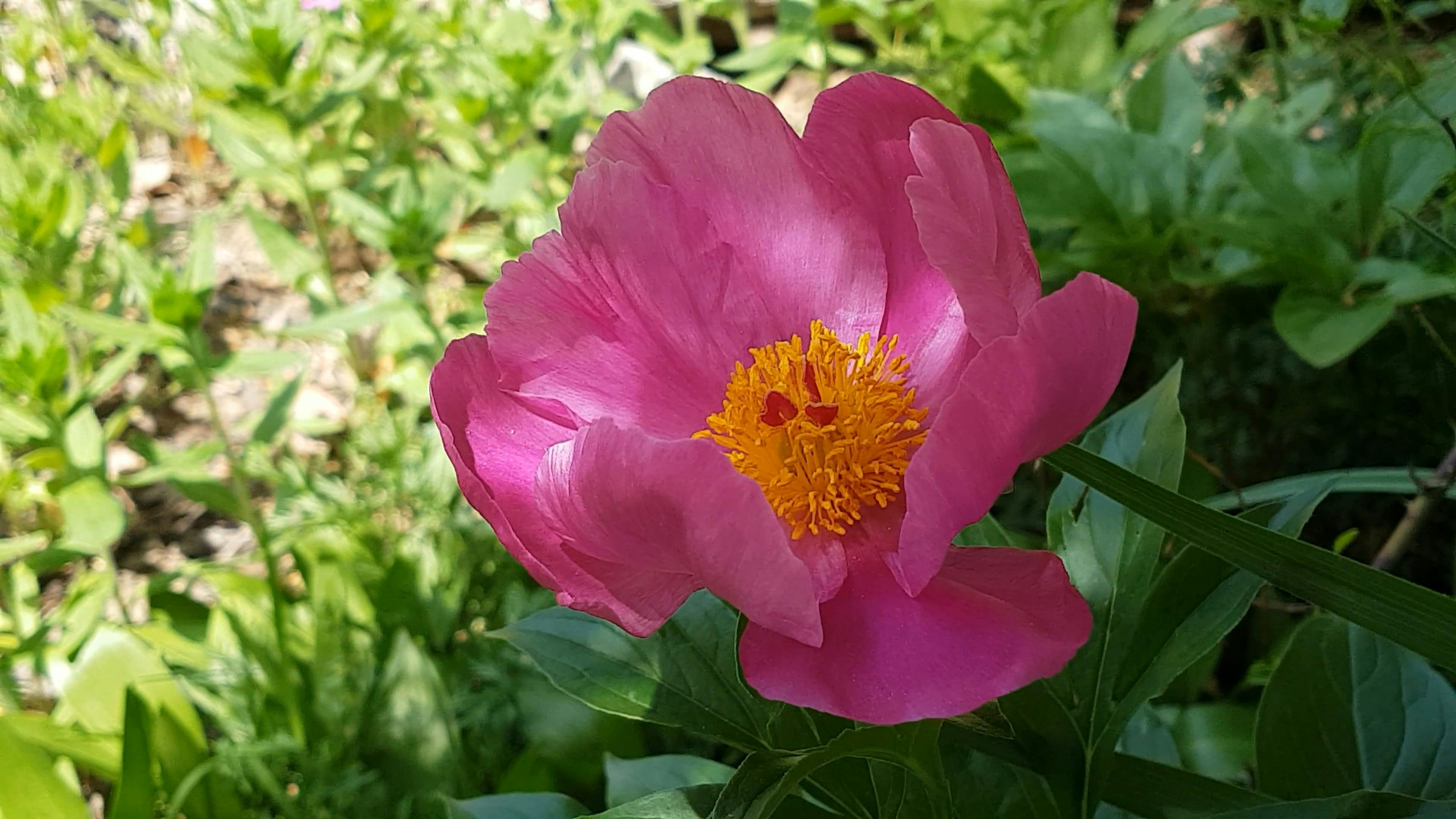 Video Of Flower Blooming · Free Stock Video