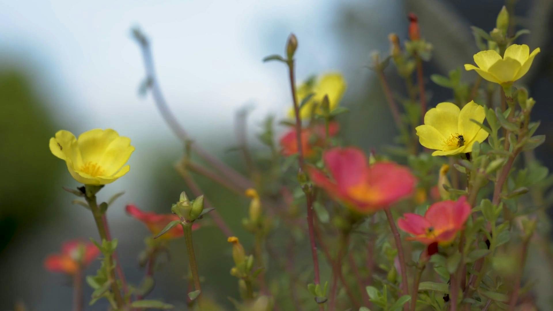 Flora Photos, Download The BEST Free Flora Stock Photos & HD Images