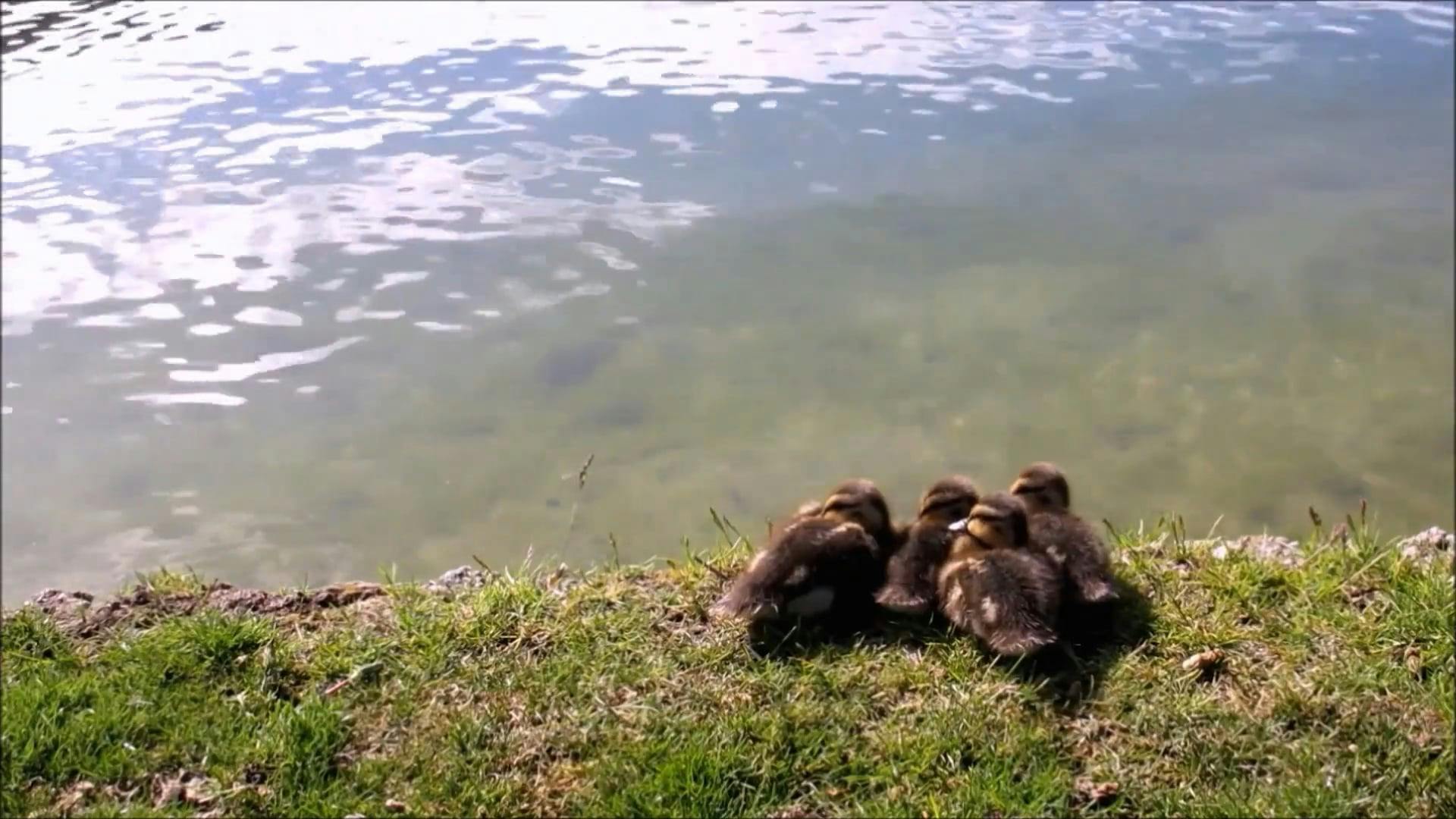 Four Ducklings Free Stock Video Footage, Royalty-Free 4K & HD Video Clip