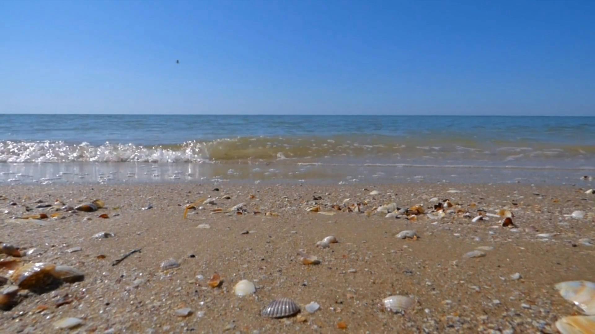 Sea Shells On Shore · Free Stock Video
