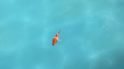 2,362+ Best Free Small 4K Stock Video Footage & Royalty-Free HD Video Clips