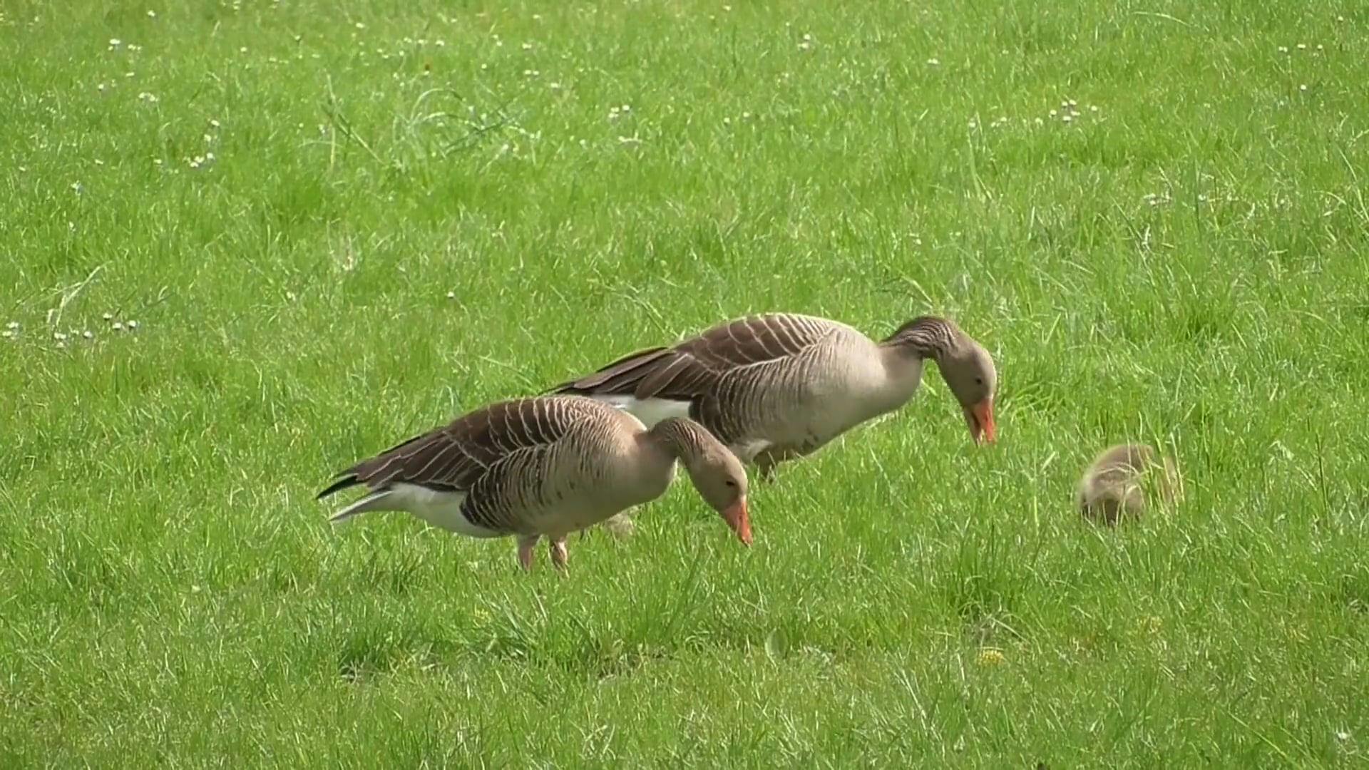 Gray Geese · Free Stock Video