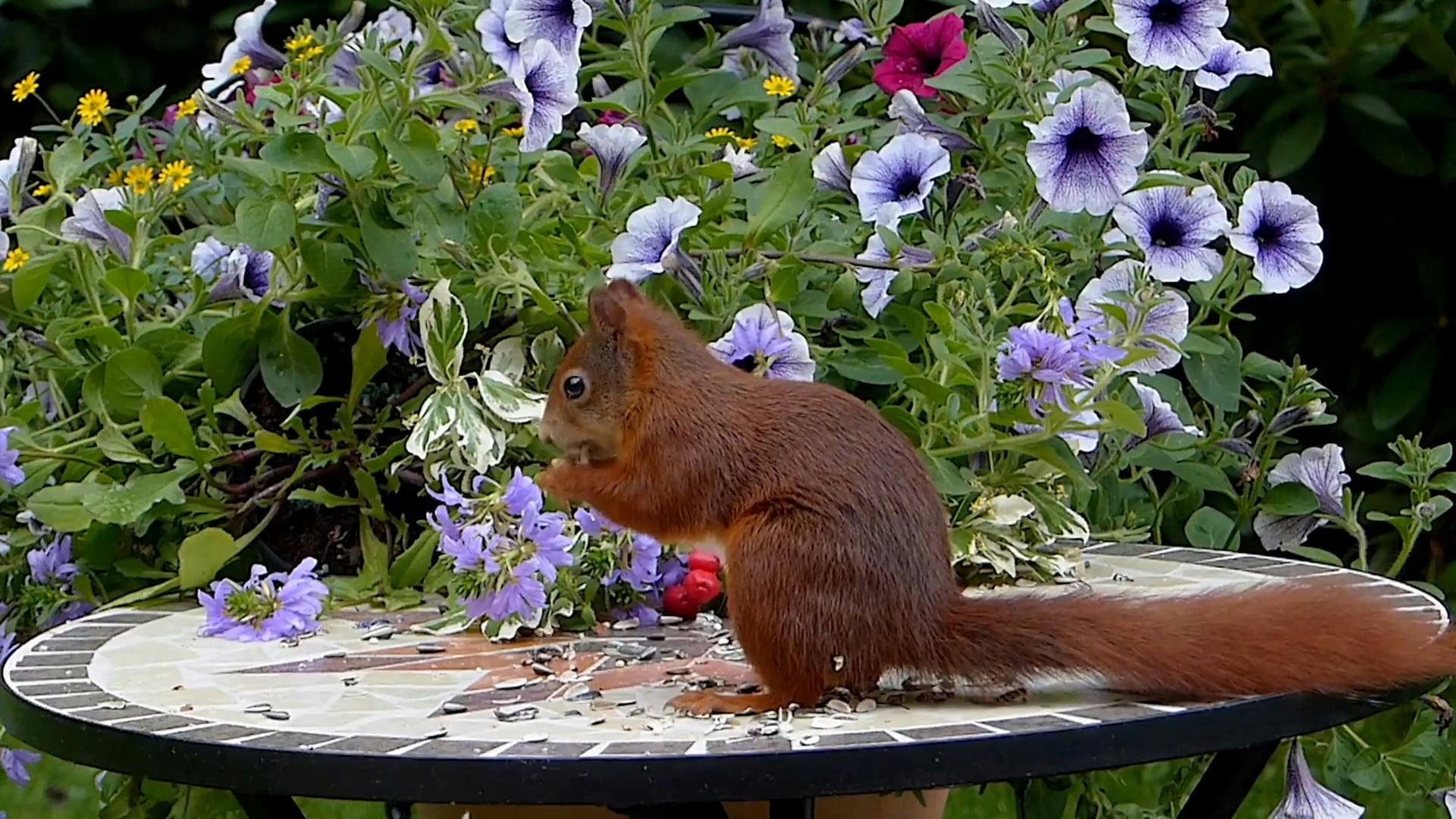 Petunia Videos, Download The BEST Free 4k Stock Video Footage & Petunia ...