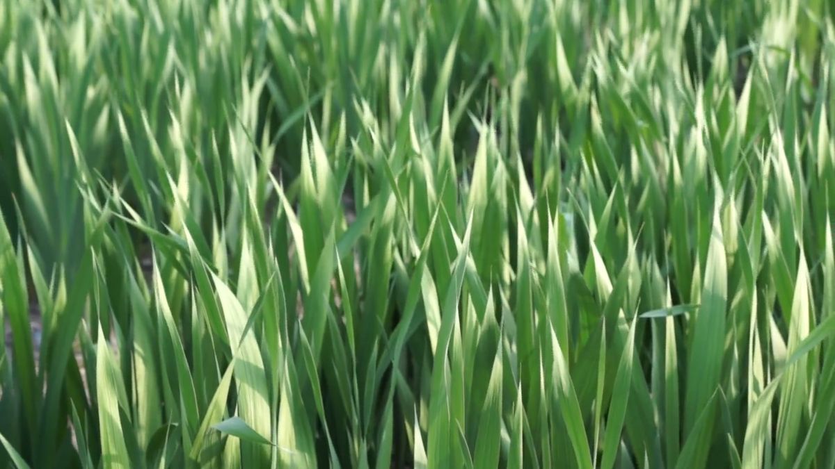 Grass Videos, Download The BEST Free 4k Stock Video Footage & Grass HD ...