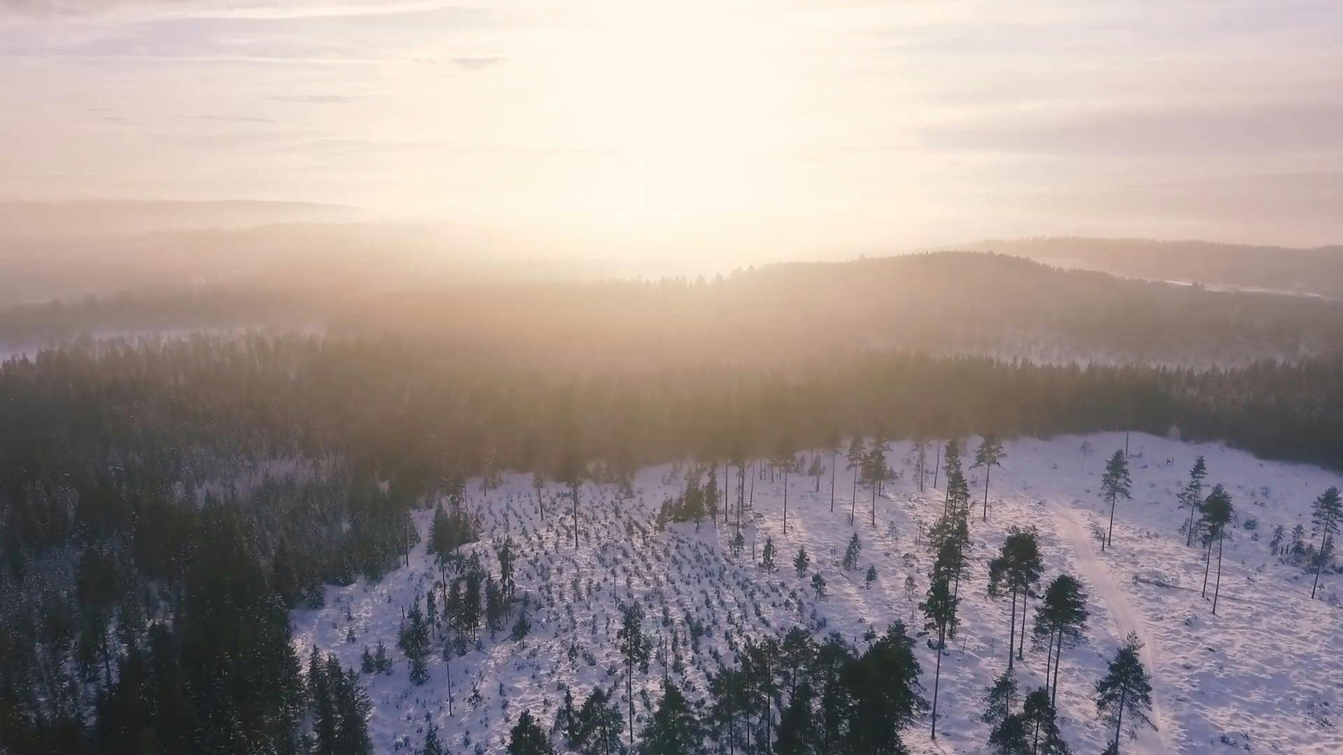 Drone Shot Of Forest · Free Stock Video