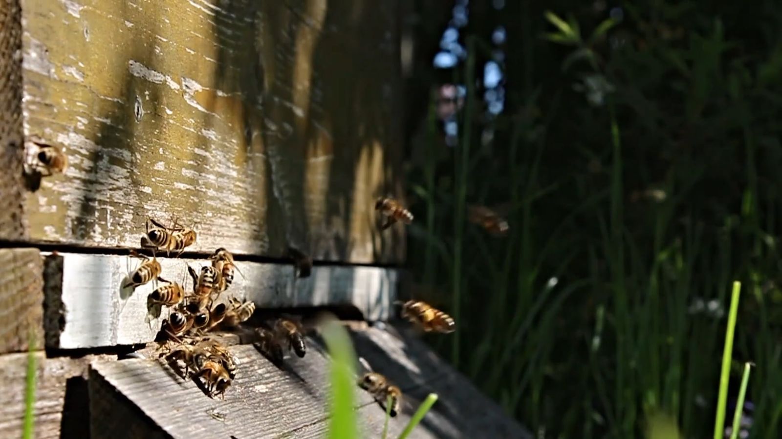 Bee Videos, Download The BEST Free 4k Stock Video Footage & Bee HD ...