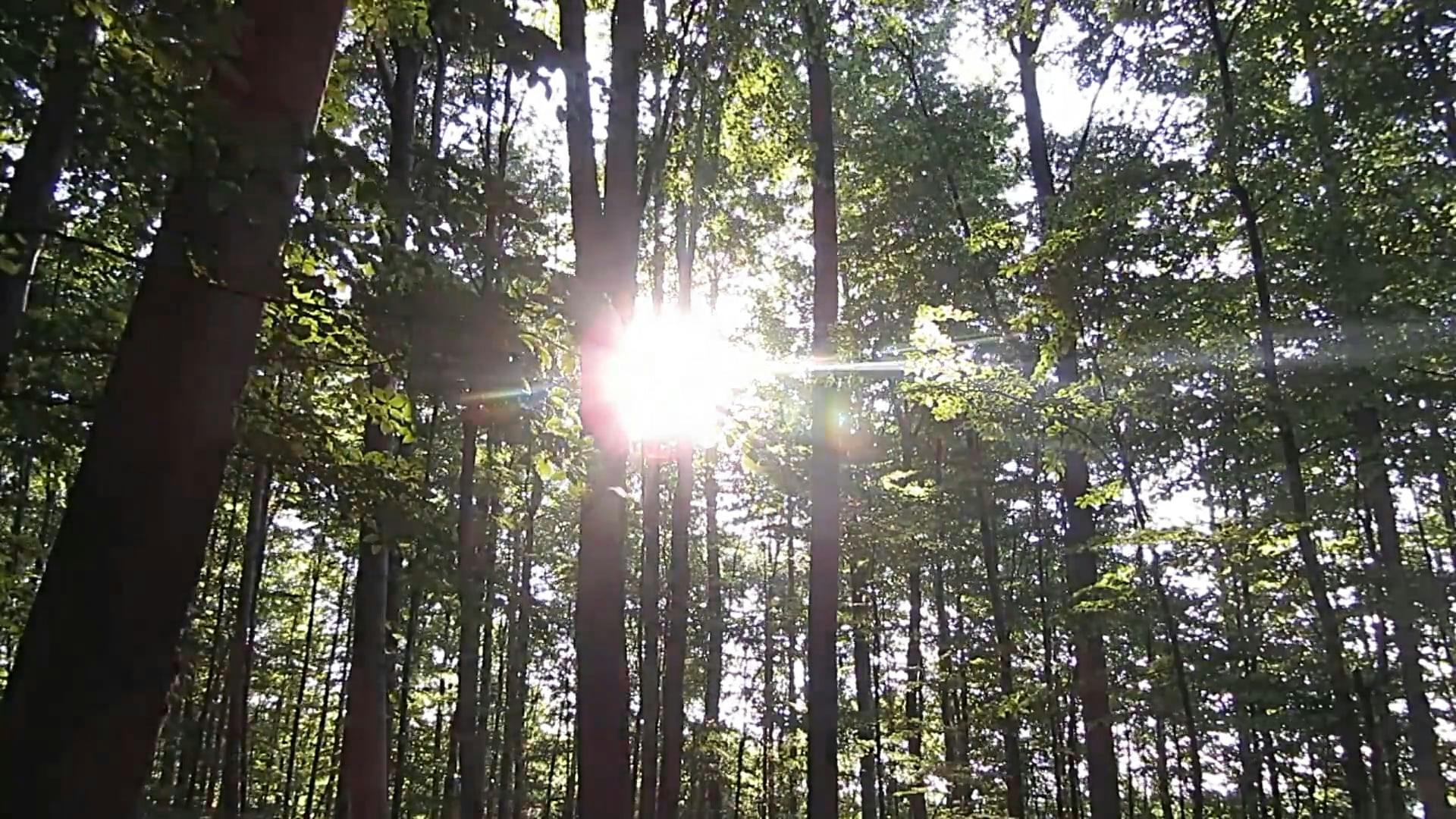 Video Of Morning Sunshine Free Stock Video Footage, Royalty-Free 4K ...