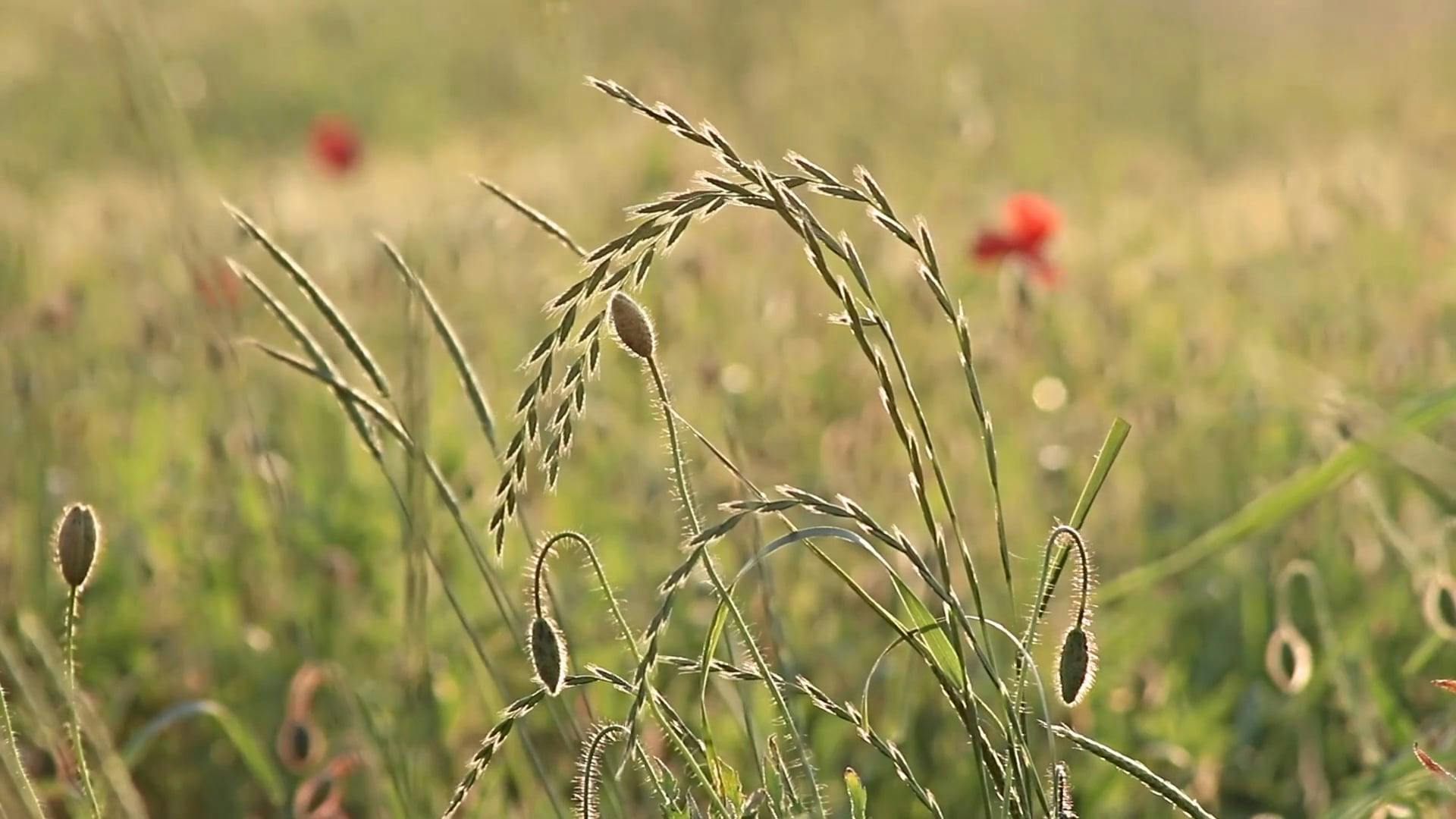 Spring Meadow with Grass and Flowers · Free Stock Video