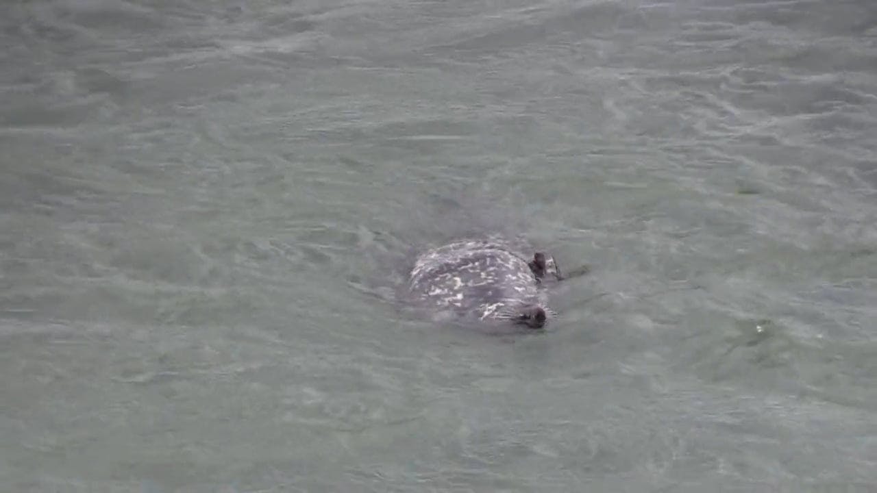 Video De Foca Nadando · Vídeo de stock gratuito