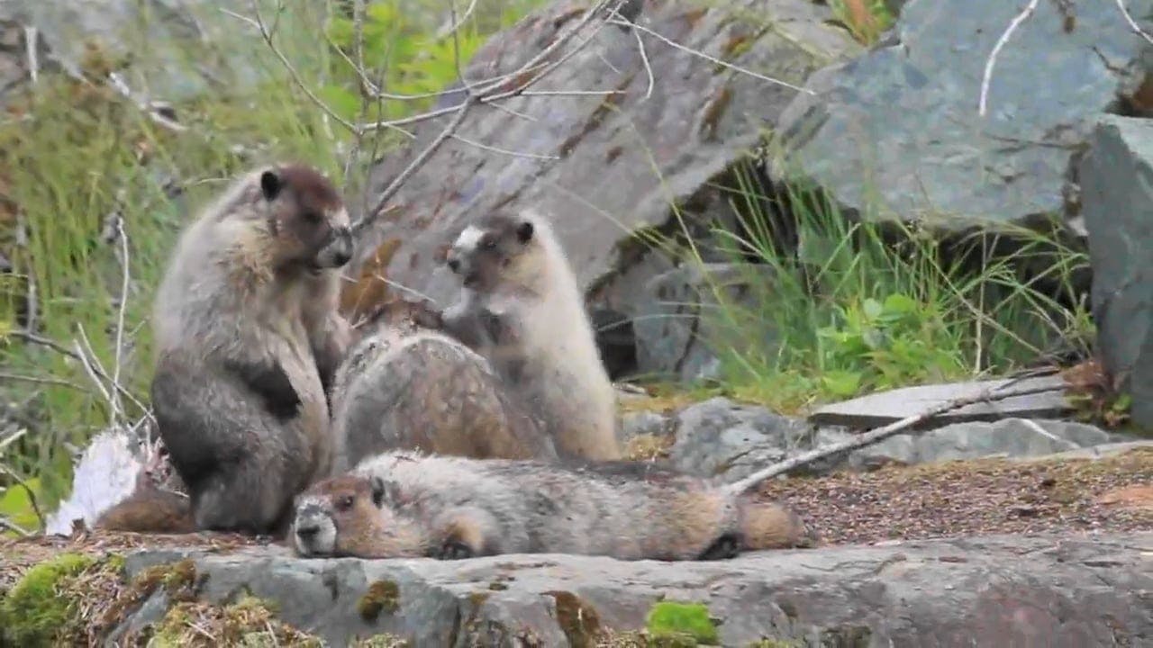 Video Of Marmots Fighting And Playing Free Stock Video Footage, Royalty ...