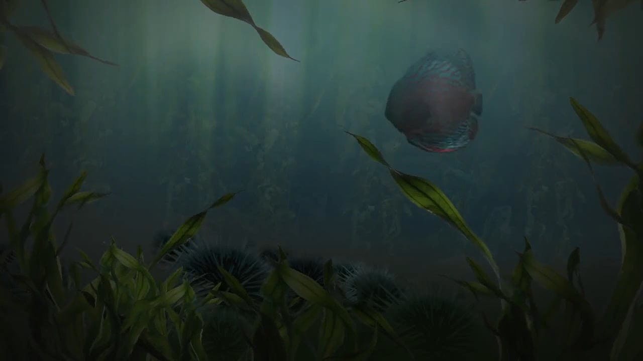 Footage Of The Fish In The Aquarium · Free Stock Video