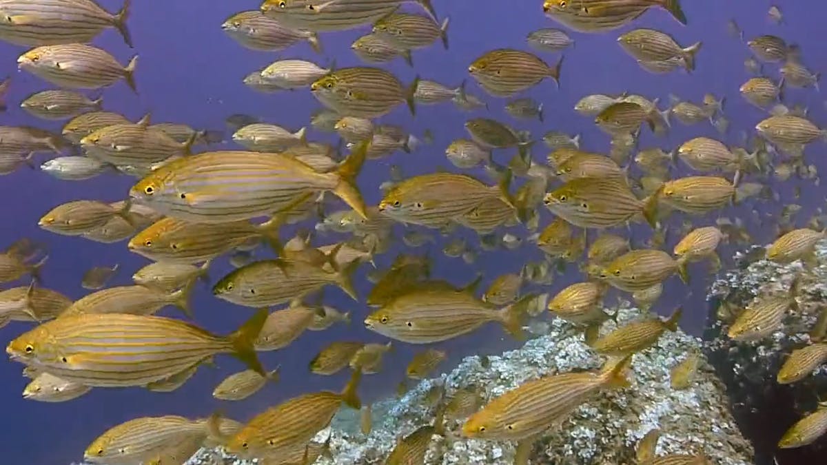 Fish Videos, Download The BEST Free 4k Stock Video Footage & Fish HD ...