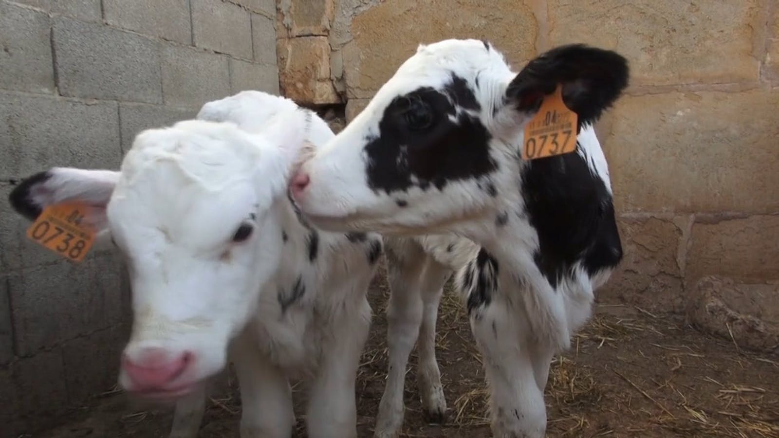 Cows Videos, Download The BEST Free 4k Stock Video Footage & Cows HD ...