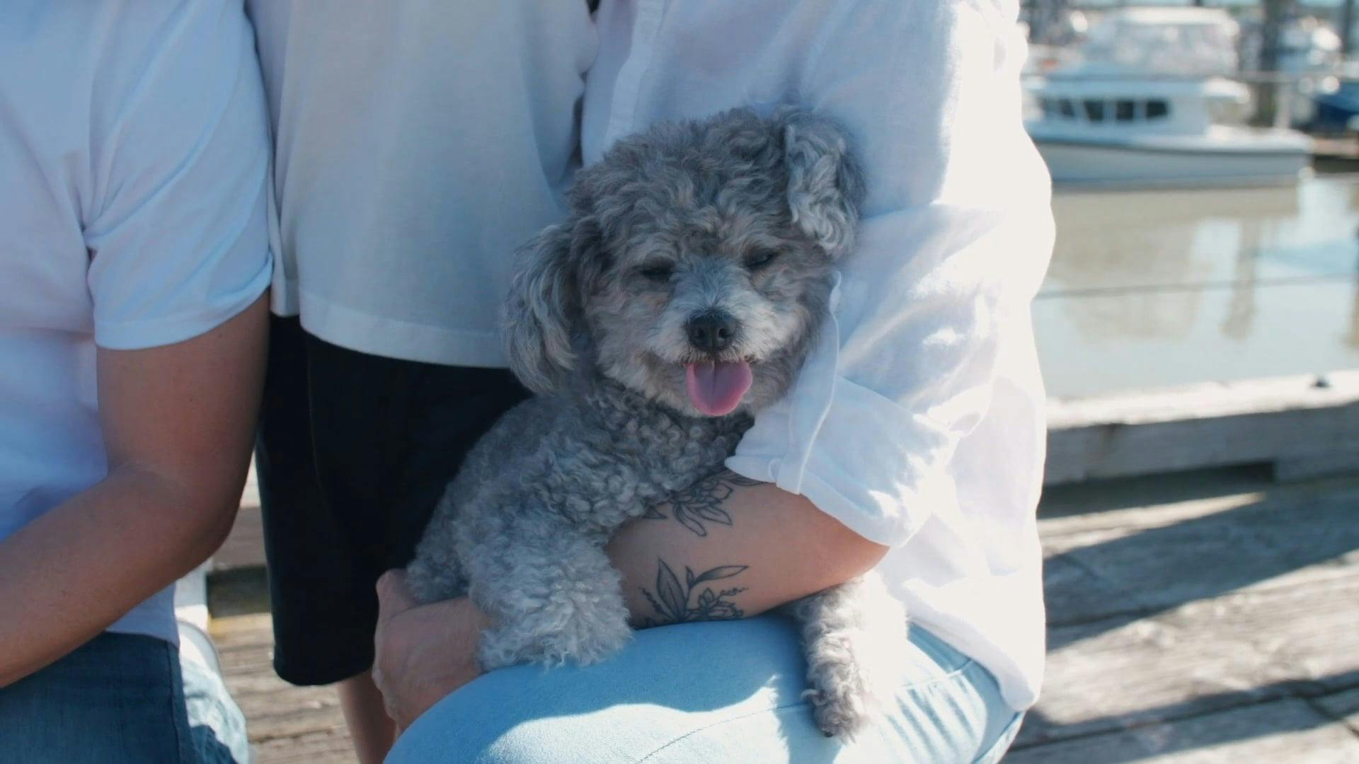 Marina Dog Videos, Download The BEST Free 4k Stock Video Footage ...