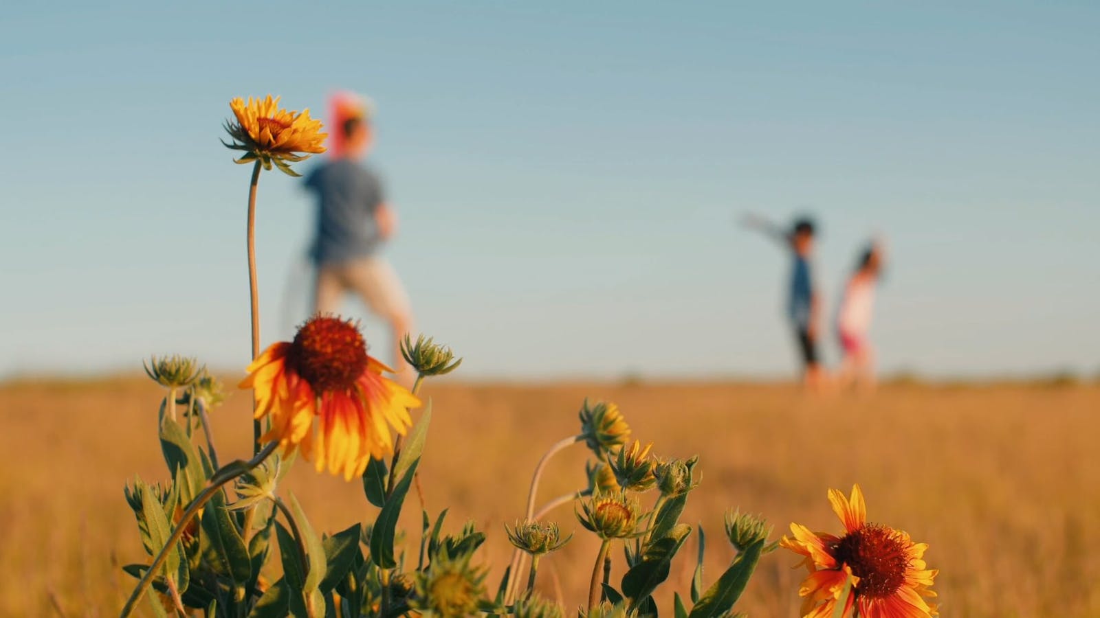 Kite Flying Videos, Download The BEST Free 4k Stock Video Footage ...