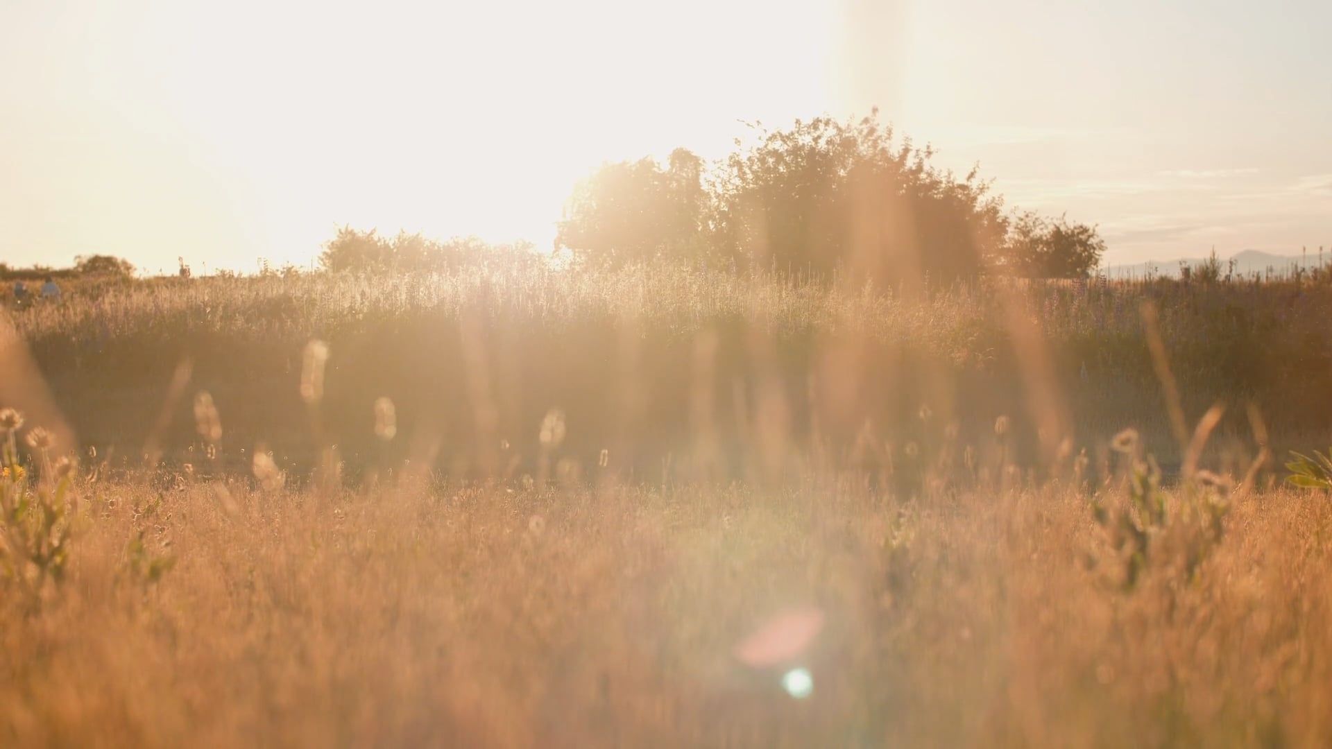 Sunlight Shining on a Field Free Stock Video Footage, Royalty-Free 4K ...