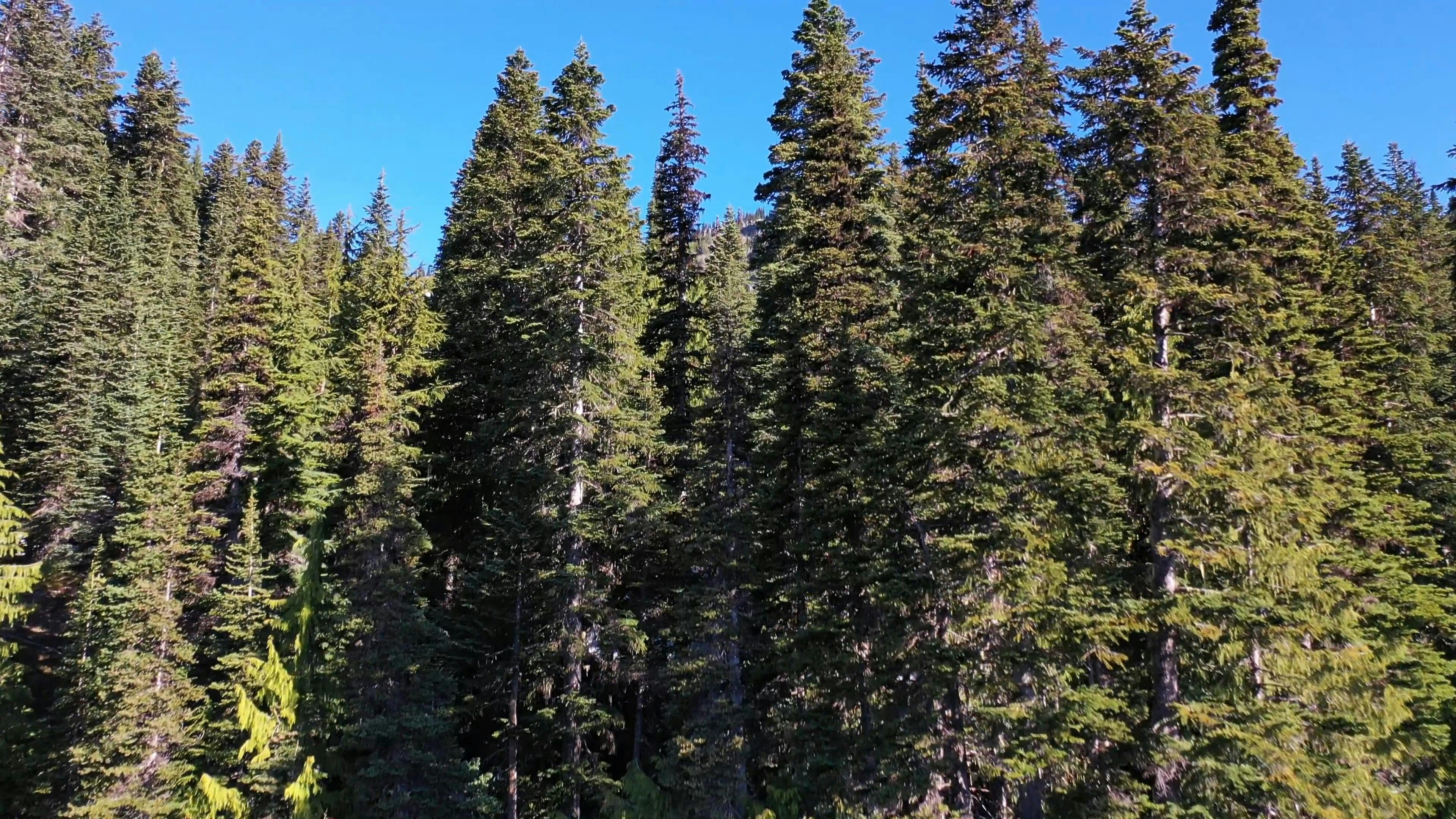 Drone Footage of a Mountain Forest Free Stock Video Footage, Royalty ...