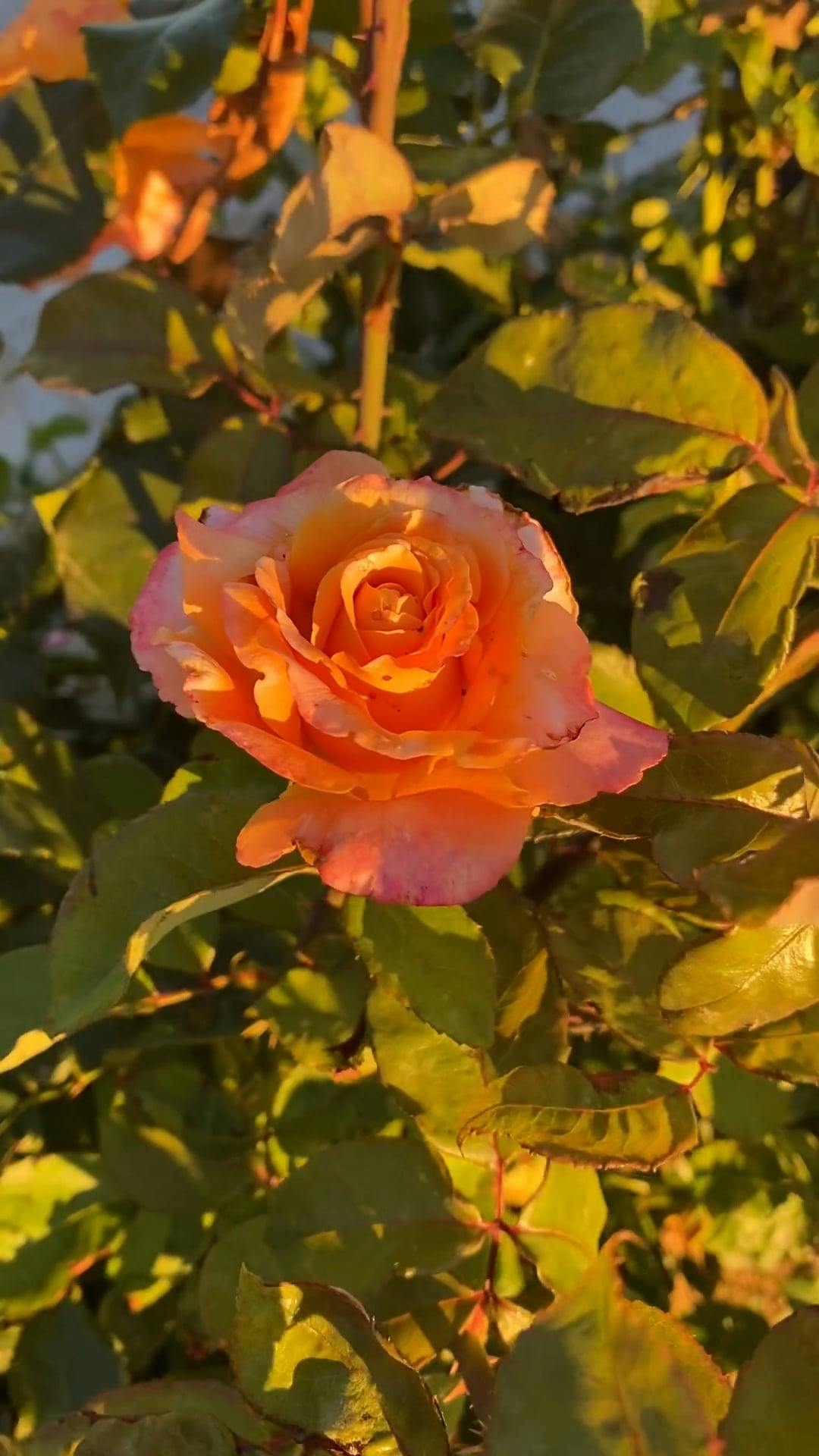 Close Up of a Rose Flower Free Stock Video Footage, Royalty-Free 4K ...
