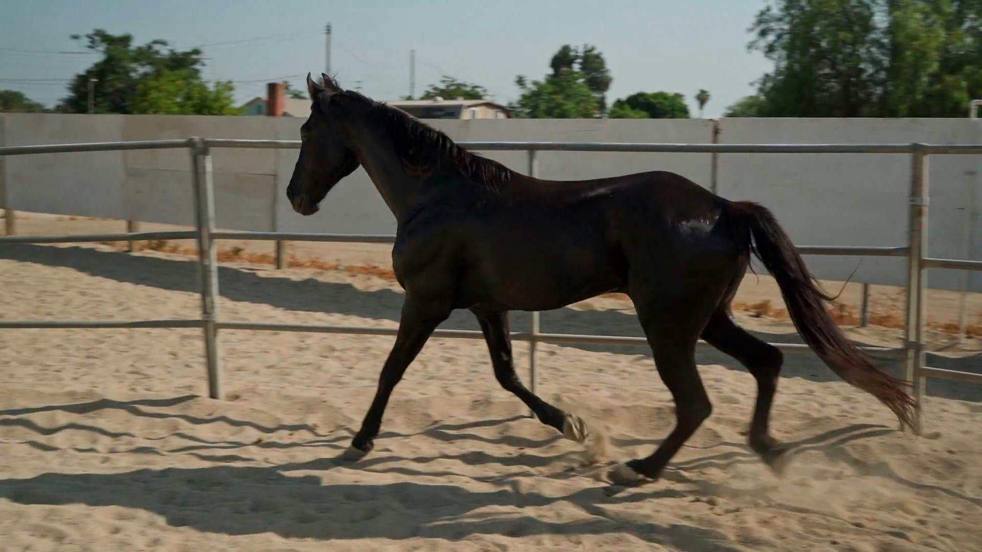 Strong Horse Wallpaper Videos, Download The BEST Free 4k Stock Video ...