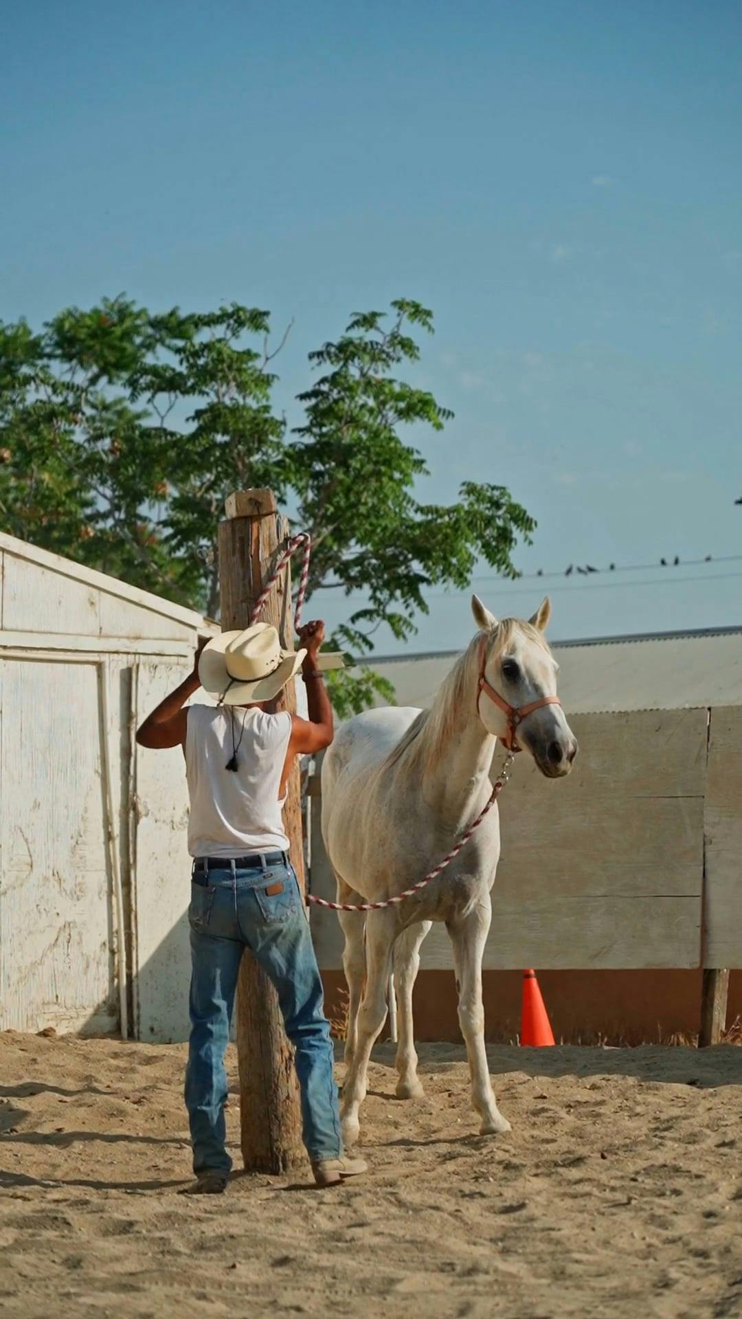 Man holding Horse in Ranch Free Stock Video Footage, Royalty-Free 4K ...