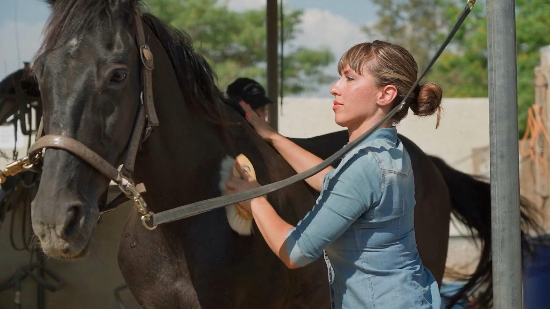 Brushes Horse Videos, Download The BEST Free 4k Stock Video Footage ...