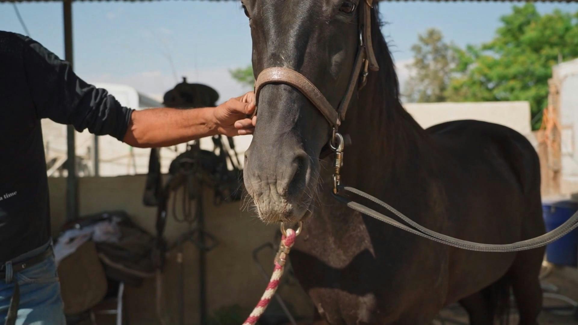 A Man Holding his Horse Free Stock Video Footage, Royalty-Free 4K & HD ...