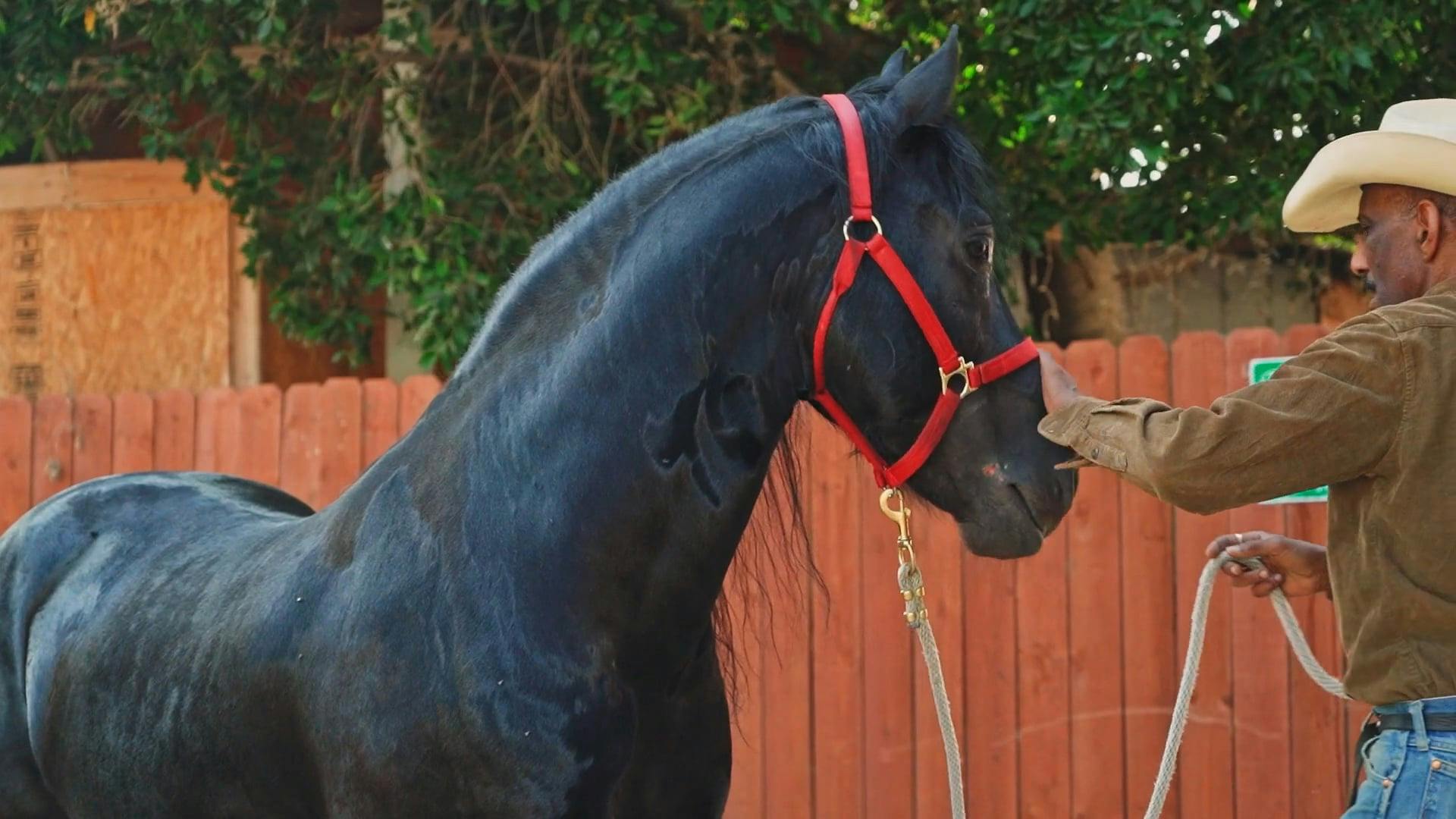 Horse Rearing Videos, Download The BEST Free 4k Stock Video Footage ...