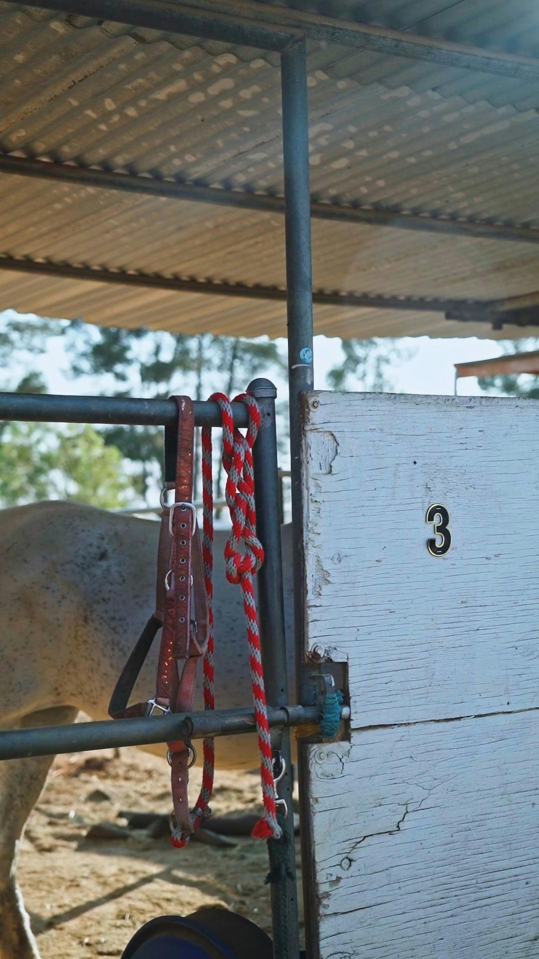 Ringing Bells on Sacred Hindu Temple Bridge Free Stock Video Footage ...
