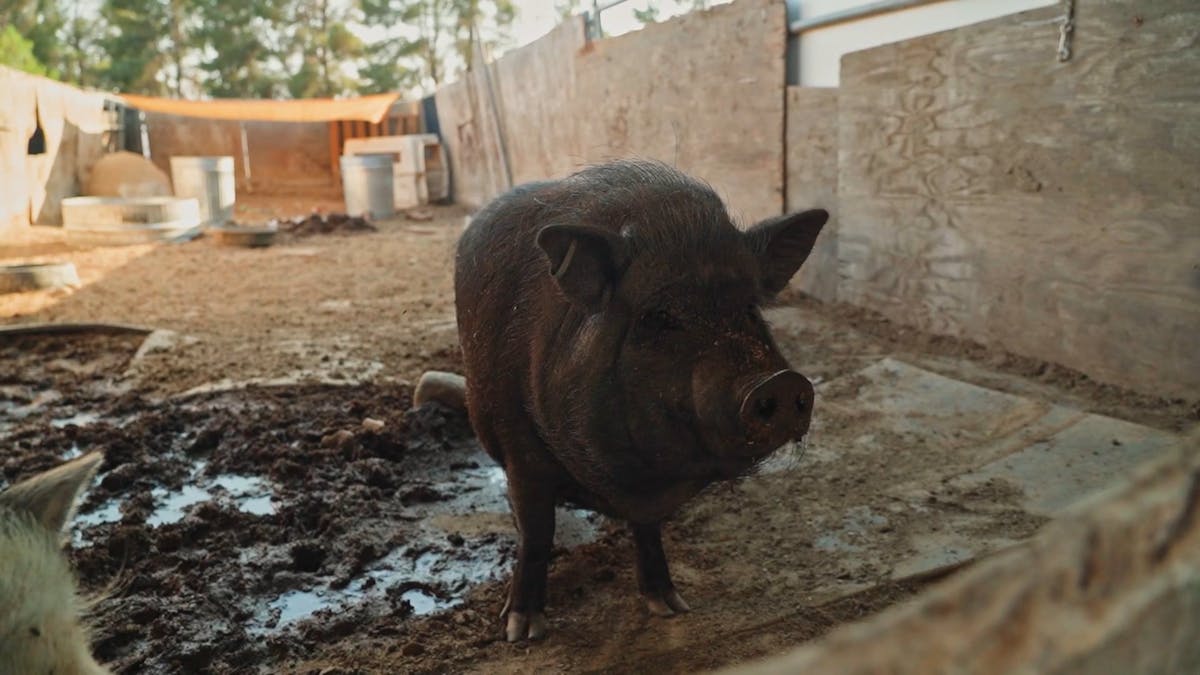 Pigs Videos, Download The BEST Free 4k Stock Video Footage & Pigs HD ...