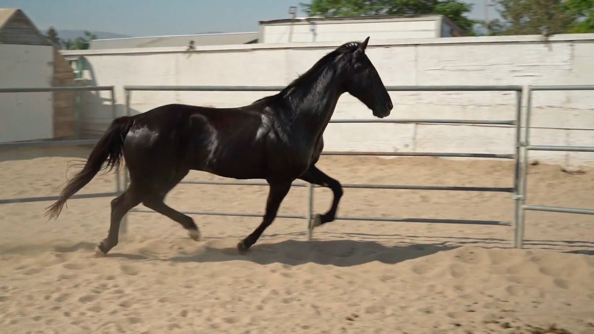 Horses Running Videos, Download The BEST Free 4k Stock Video Footage ...