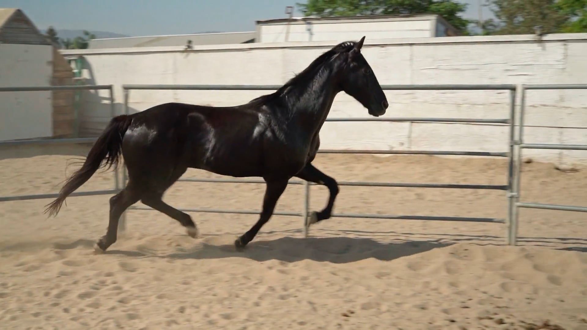 A Horse Running in an Open Field · Free Stock Video