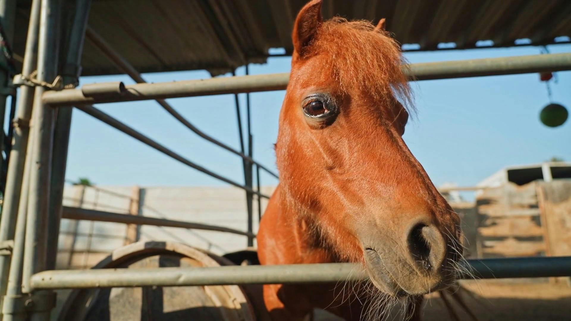 Equine Farm Videos, Download The BEST Free 4k Stock Video Footage ...