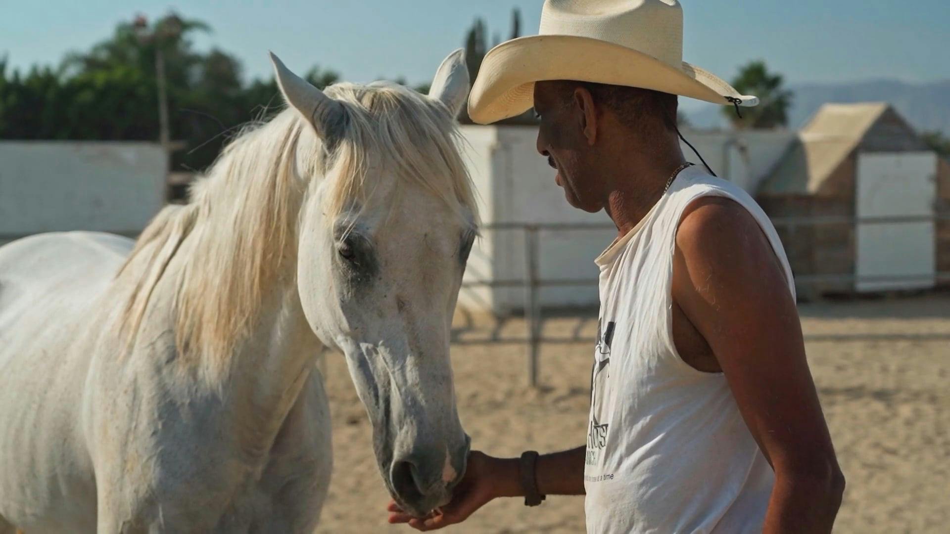 Western Cowboy Videos, Download The BEST Free 4k Stock Video Footage ...