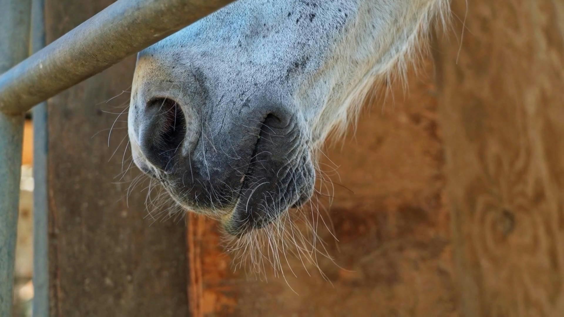 Fur Stall Videos, Download The BEST Free 4k Stock Video Footage & Fur ...