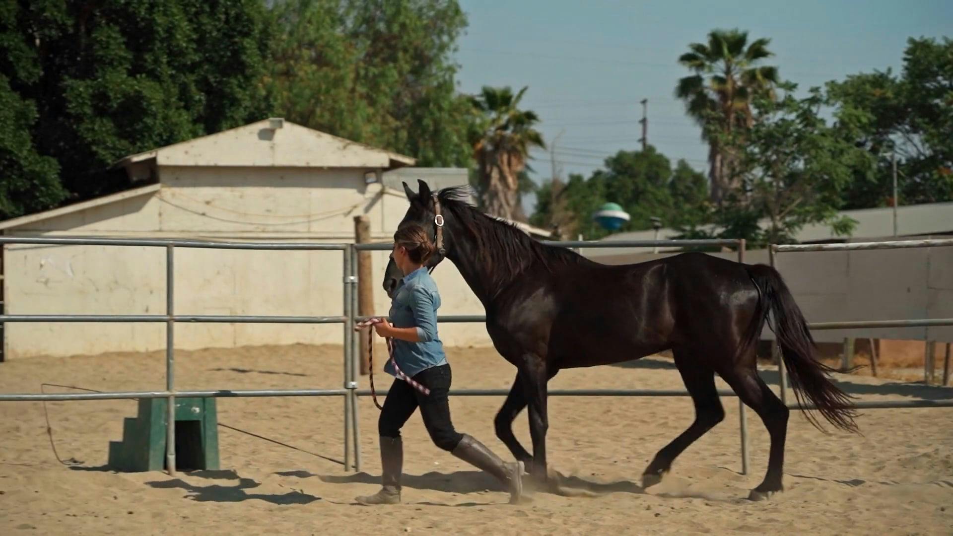 A Woman Walking on the Ranch with Her Horse Free Stock Video Footage ...