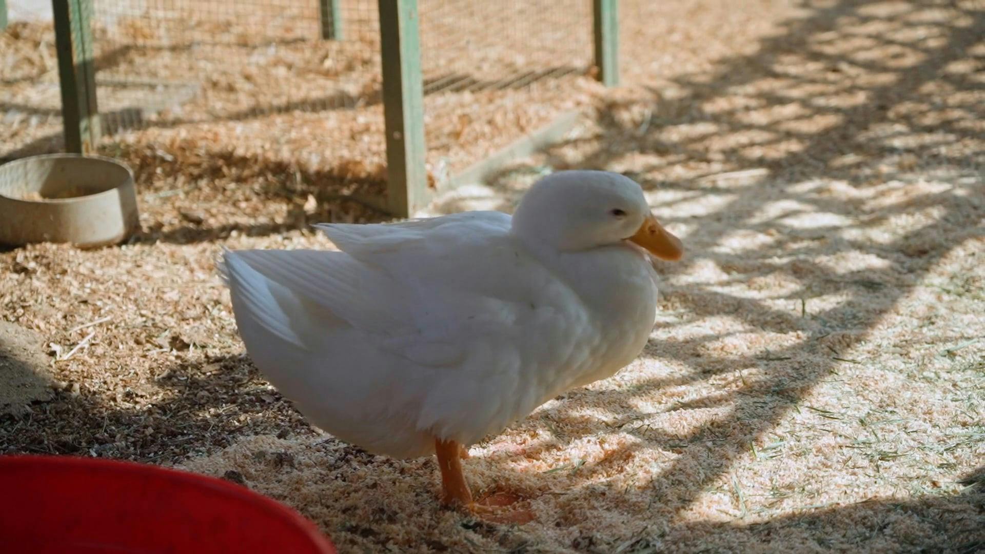 Cleaning Behavior Videos, Download The BEST Free 4k Stock Video Footage ...