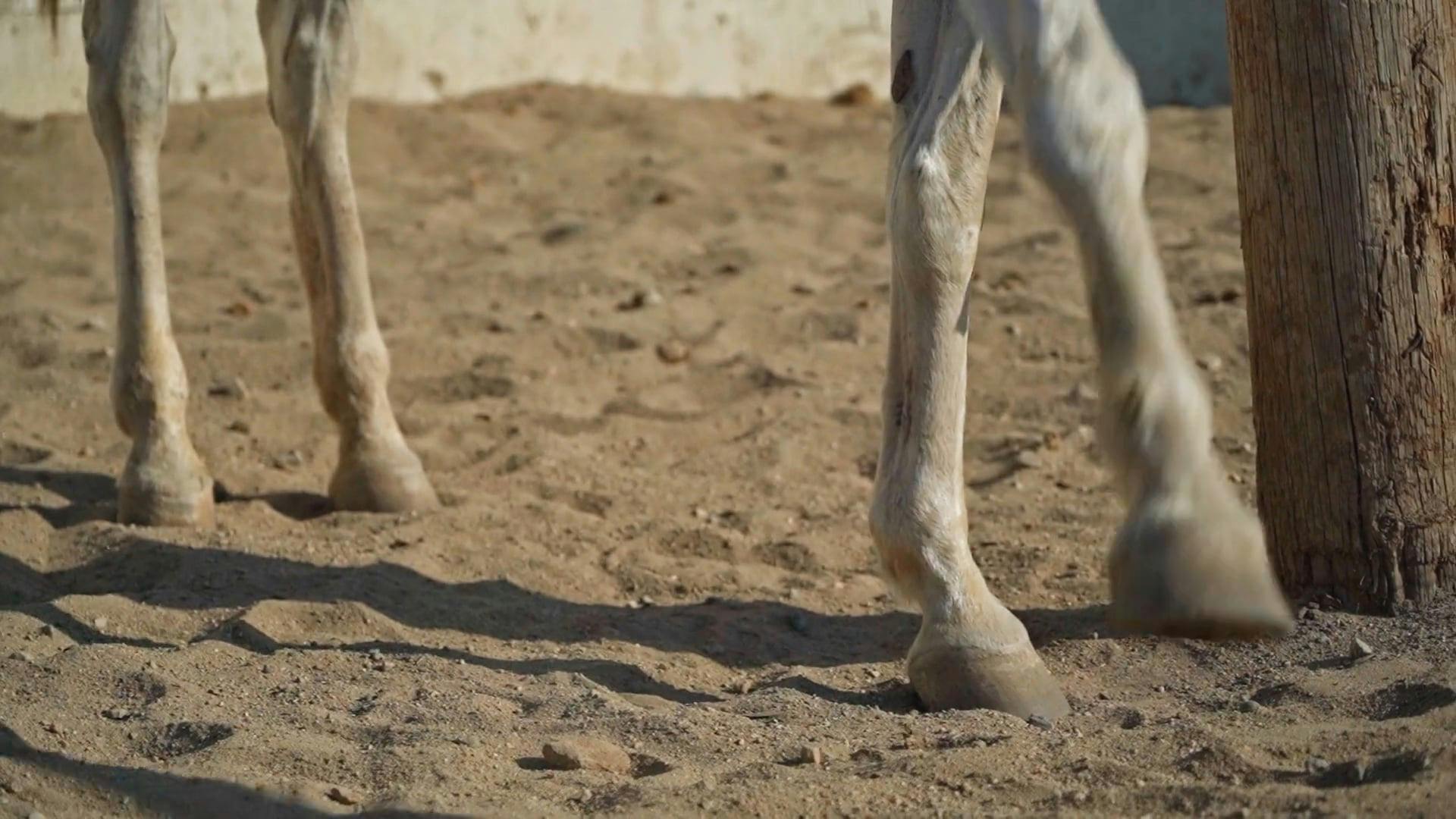 Close Up of an Animal Feet Digging the Ground · Free Stock Video