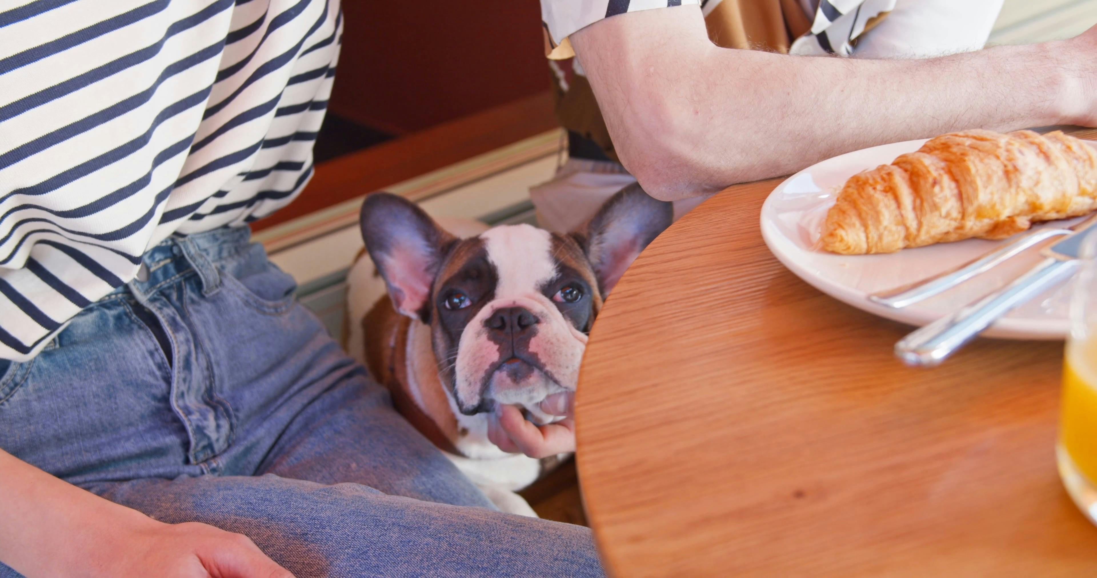 The Oxford Companion To Food Videos, Download Free 4k Stock Video ...