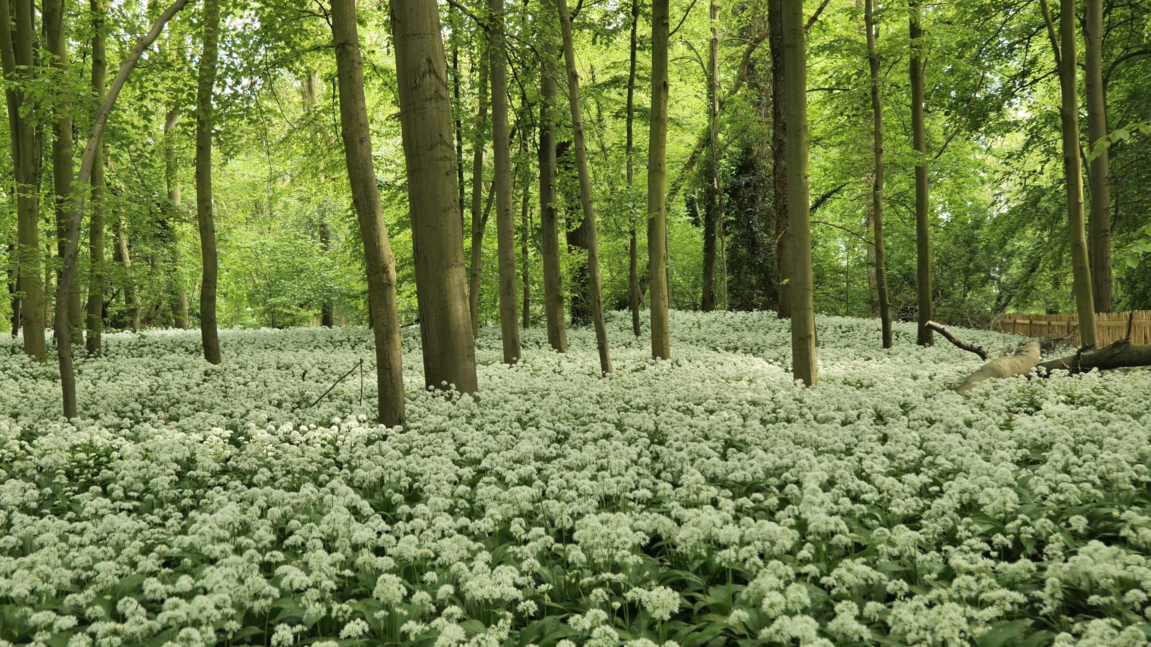 Belgium Forests Videos, Download The BEST Free 4k Stock Video Footage ...