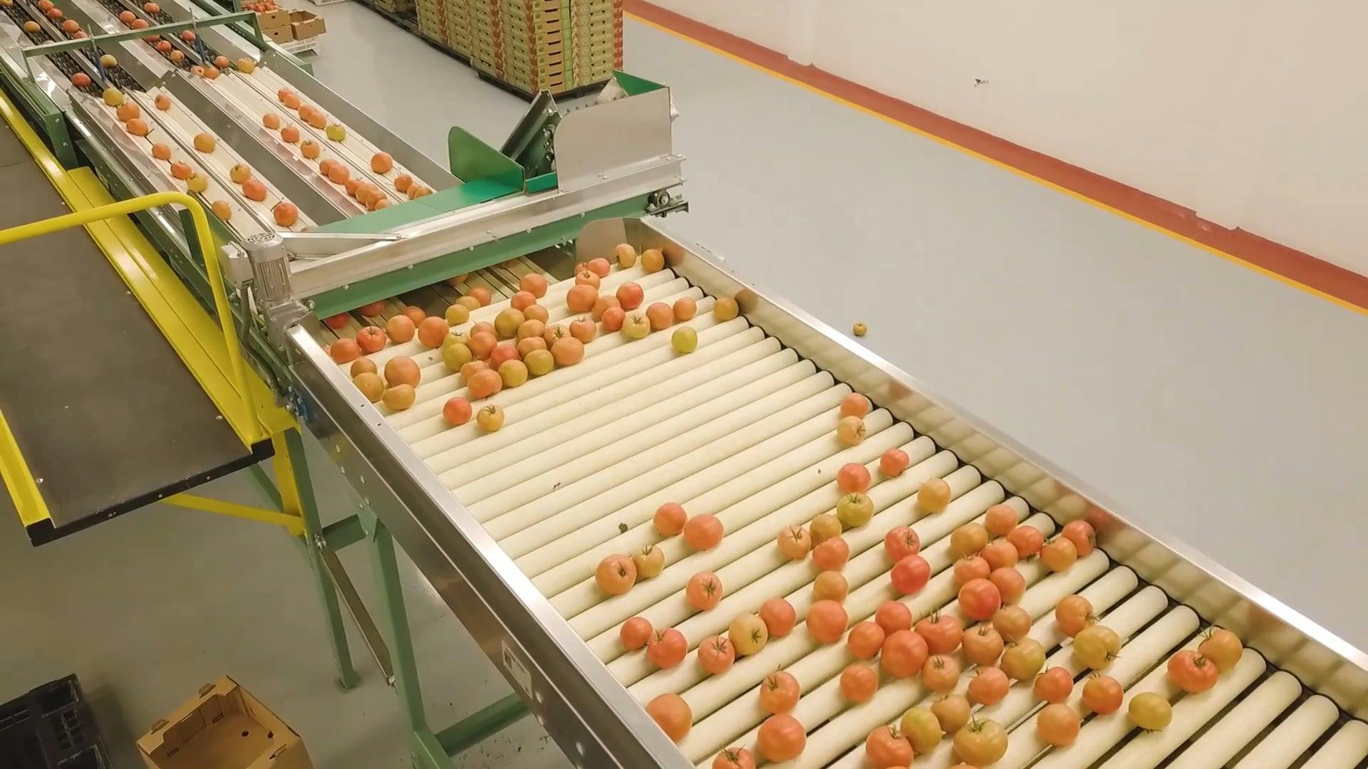 Tomatoes on a Conveyor Belt Free Stock Video Footage, Royalty-Free 4K ...