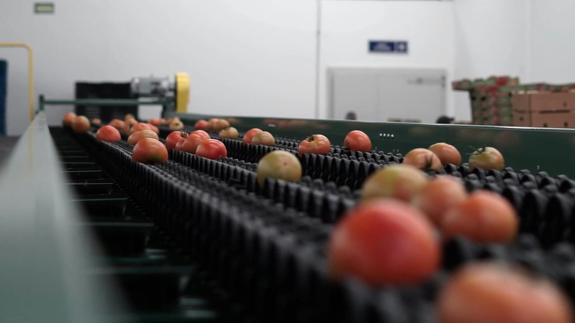 Tomatoes on a Moving Conveyor Belt · Free Stock Video