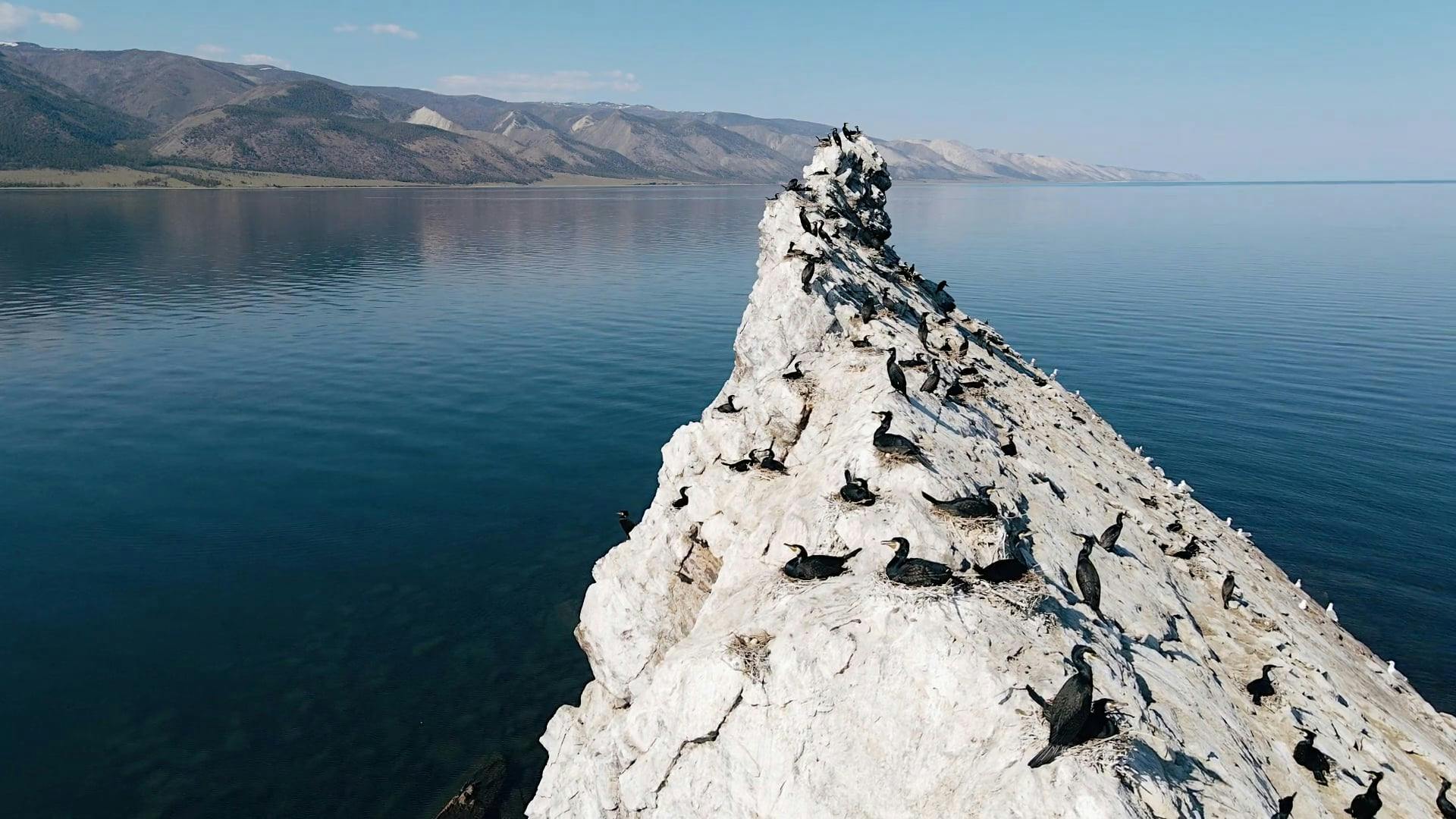 A Birds on the Big Rock in the Lake Free Stock Video Footage, Royalty ...