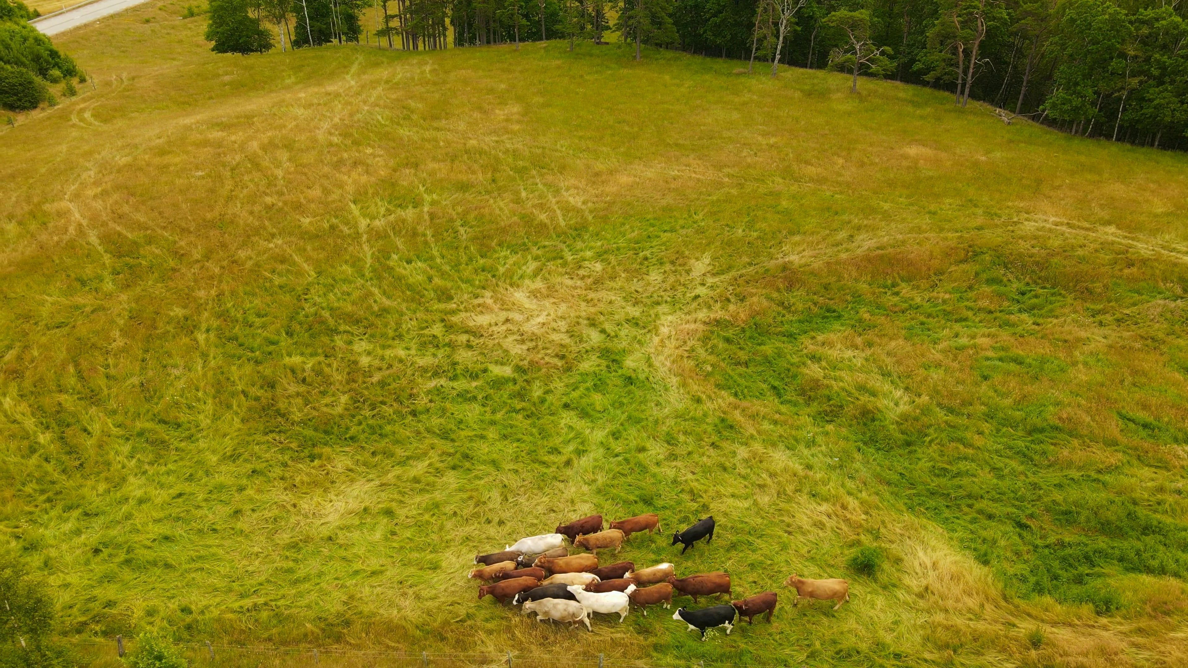 Grass Land Maintained As Pasture Land For Livestock Farming Free Stock ...